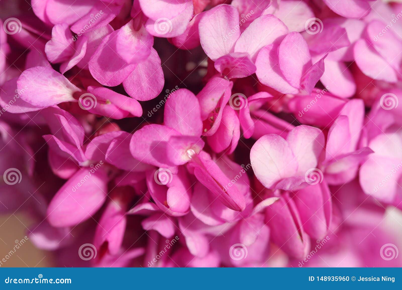 Seamless Floral Background of Pink Flowers Stock Photo - Image of ...