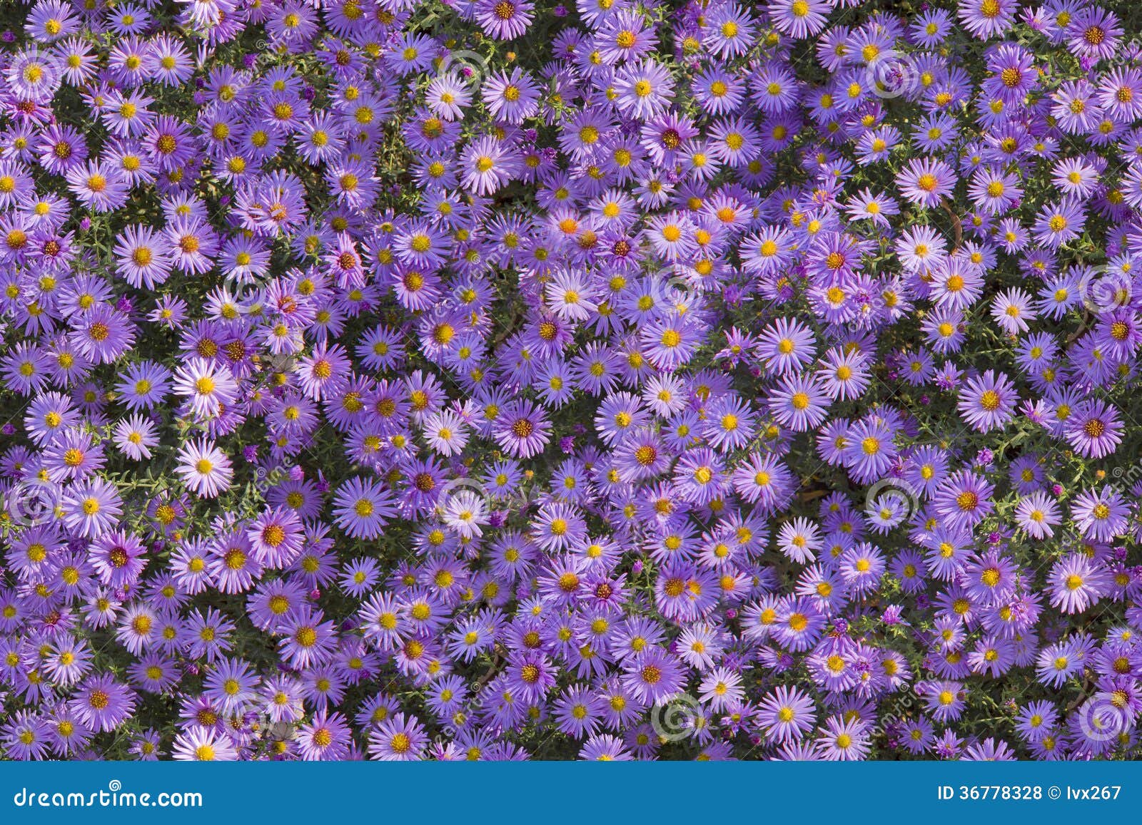 Seamless flowers pattern stock photo. Image of rendering - 36778328