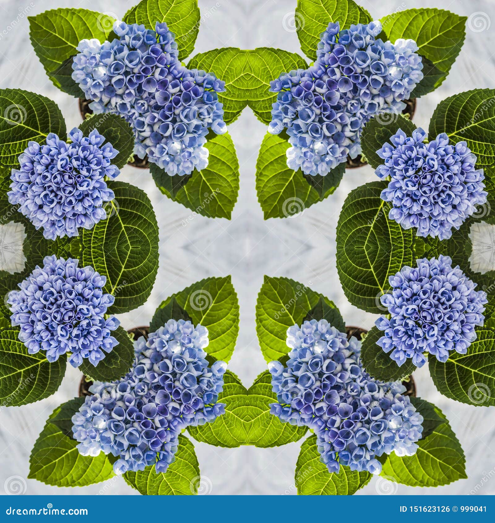 Seamless Geometric Pattern of Blue Hydrangea Flowers. Stock Photo ...
