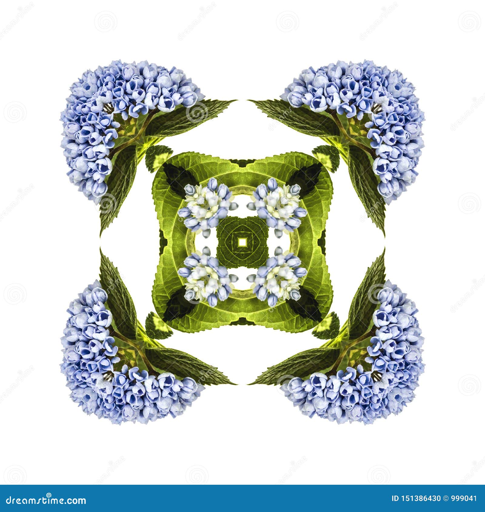 Seamless Geometric Pattern of Blue Hydrangea Flowers. Isolated on White ...