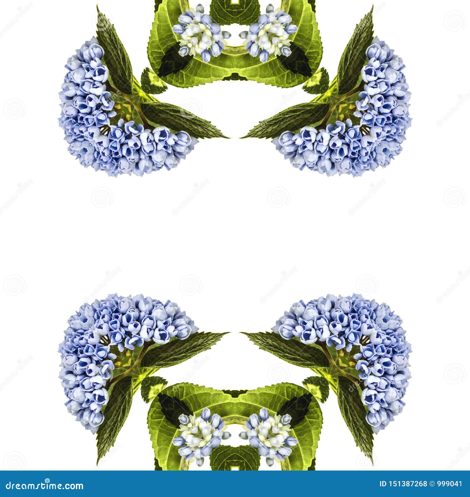 Seamless Geometric Pattern of Blue Hydrangea Flowers. Isolated on White ...
