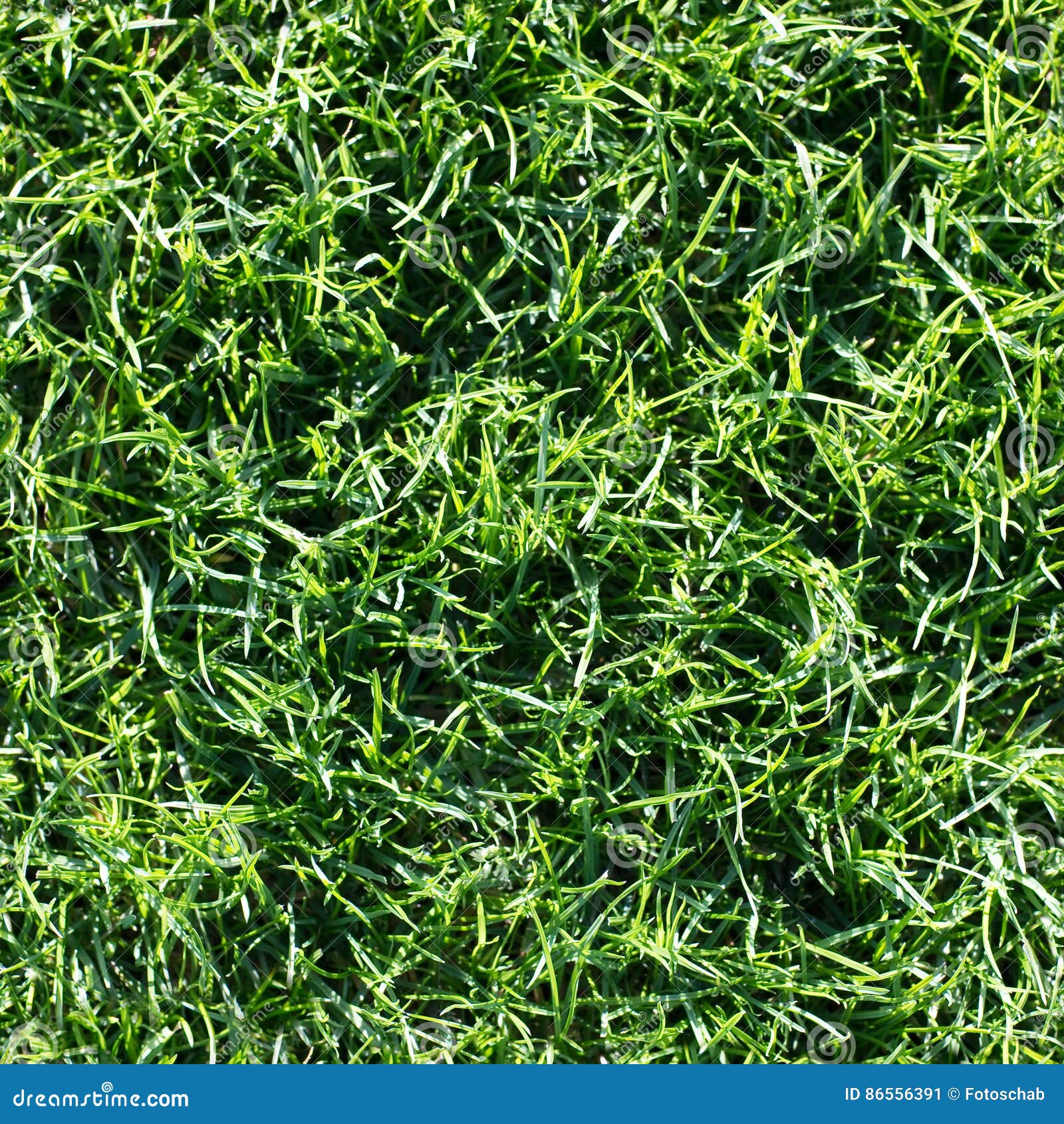 Seamless grass background stock image. Image of macro - 86556391