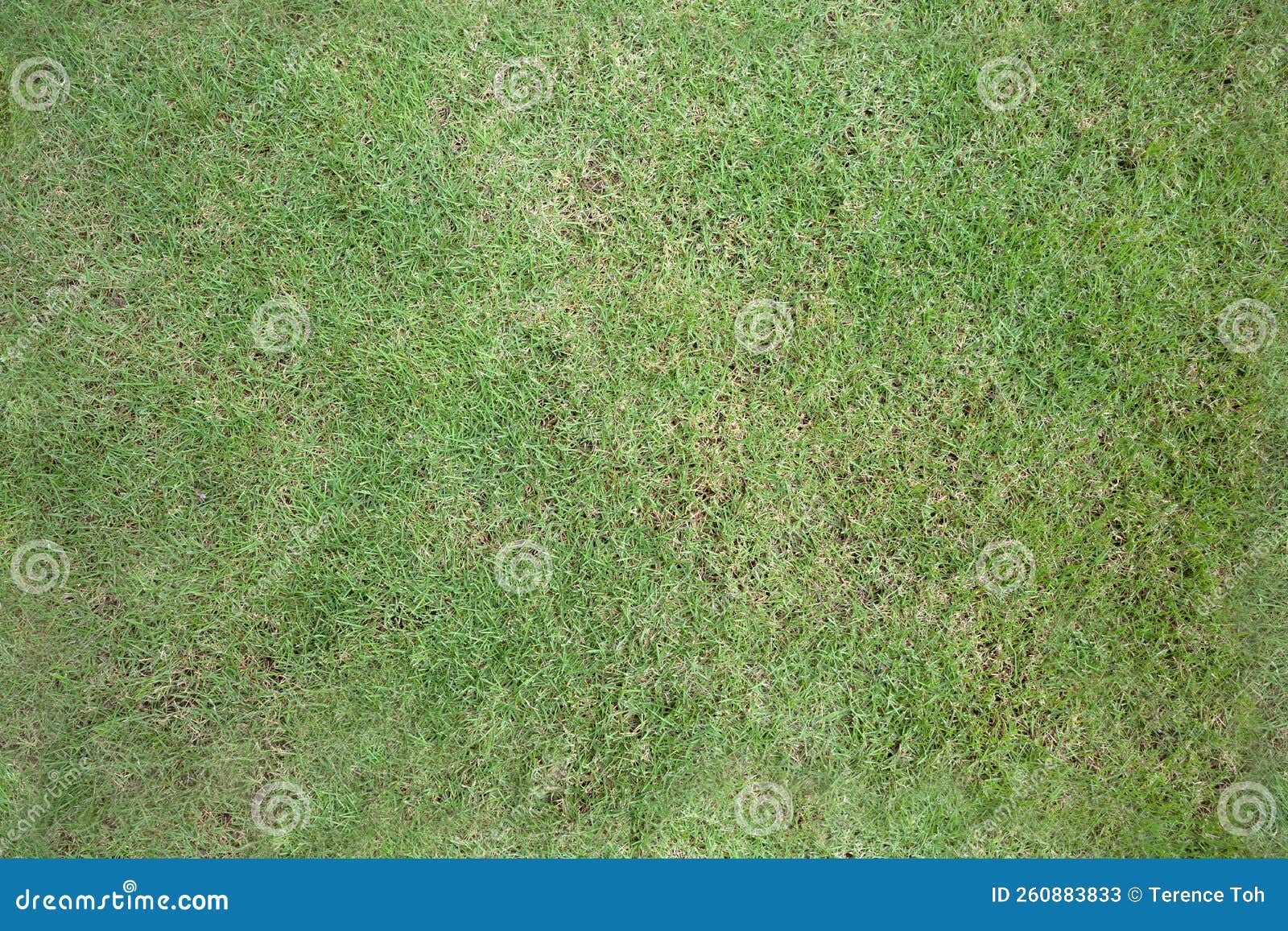 A Seamless Grass Turfing for Use in Architectural Drawing Stock Image ...