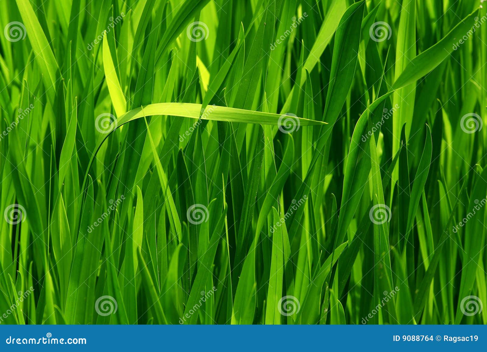 Seamless green grass stock photo. Image of field, seamless - 9088764