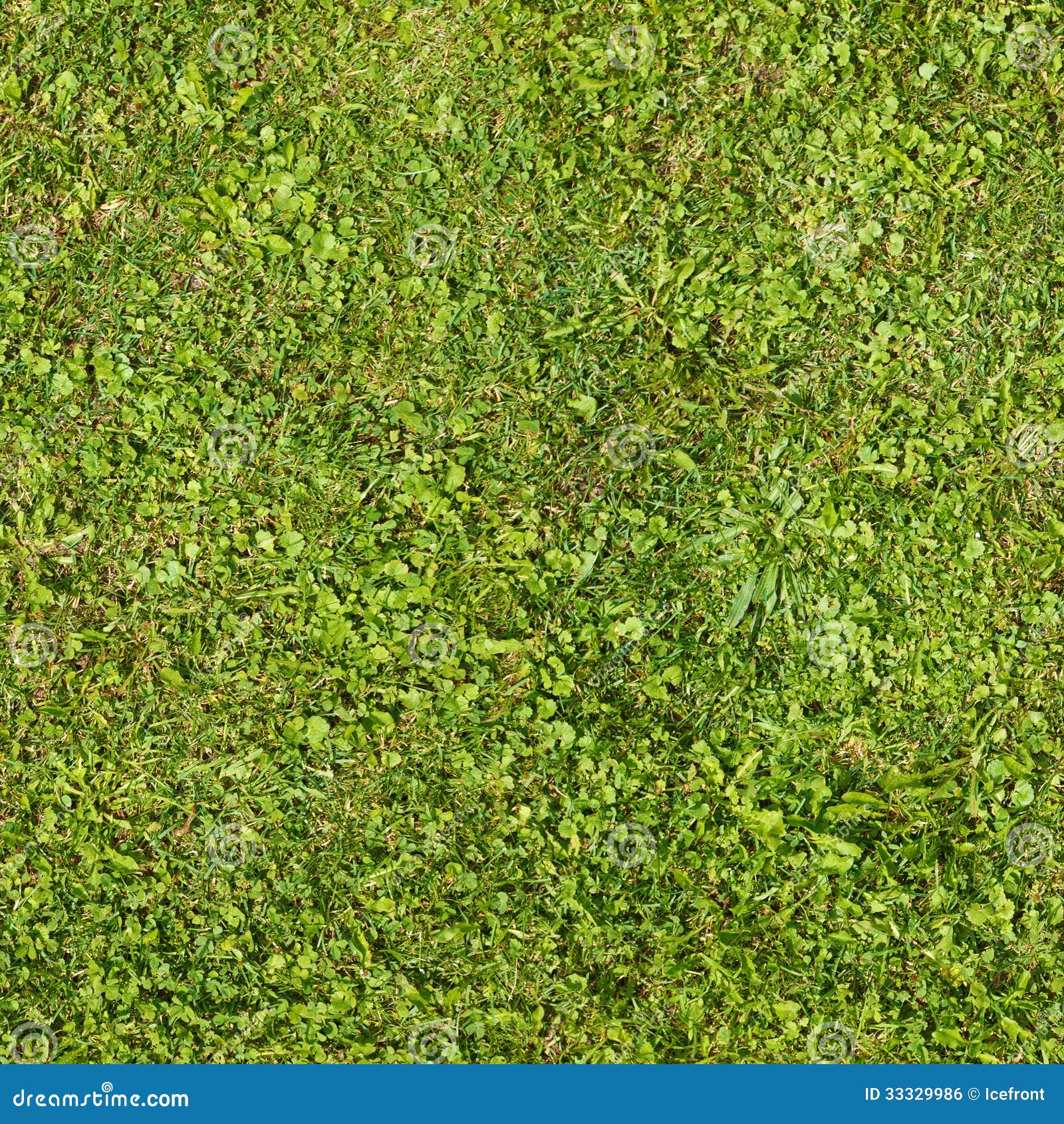 Seamless Green Grass Texture Stock Photo - Image of nature, field: 33329986