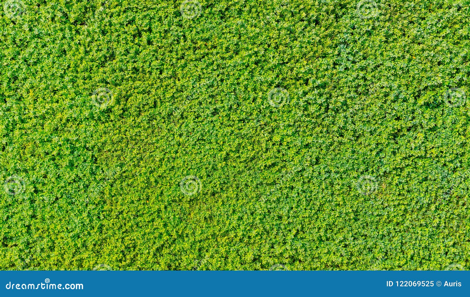 Hedge Texture Seamless