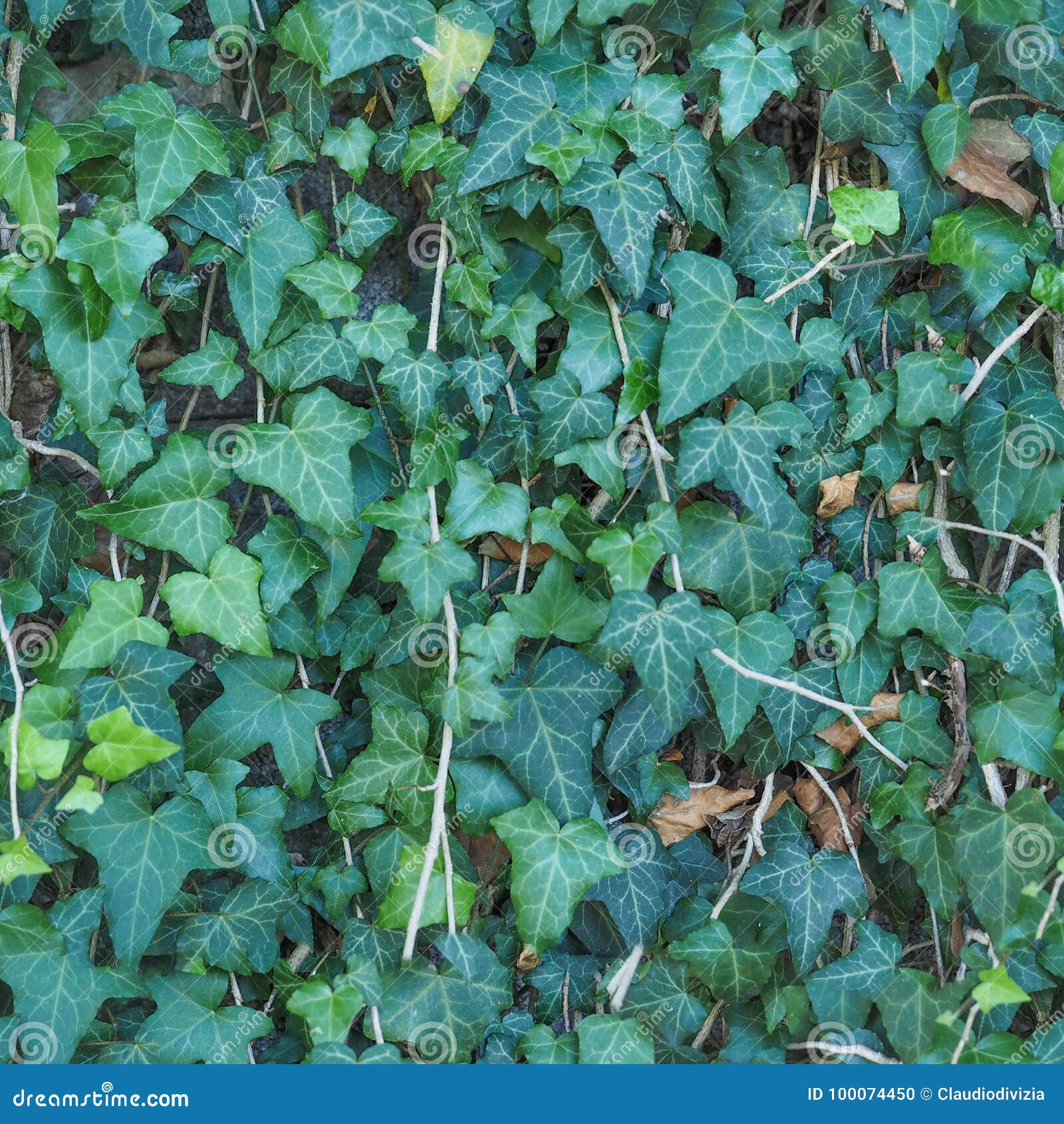 Seamless Green Ivy Texture Background Stock Photo - Image of tiled ...