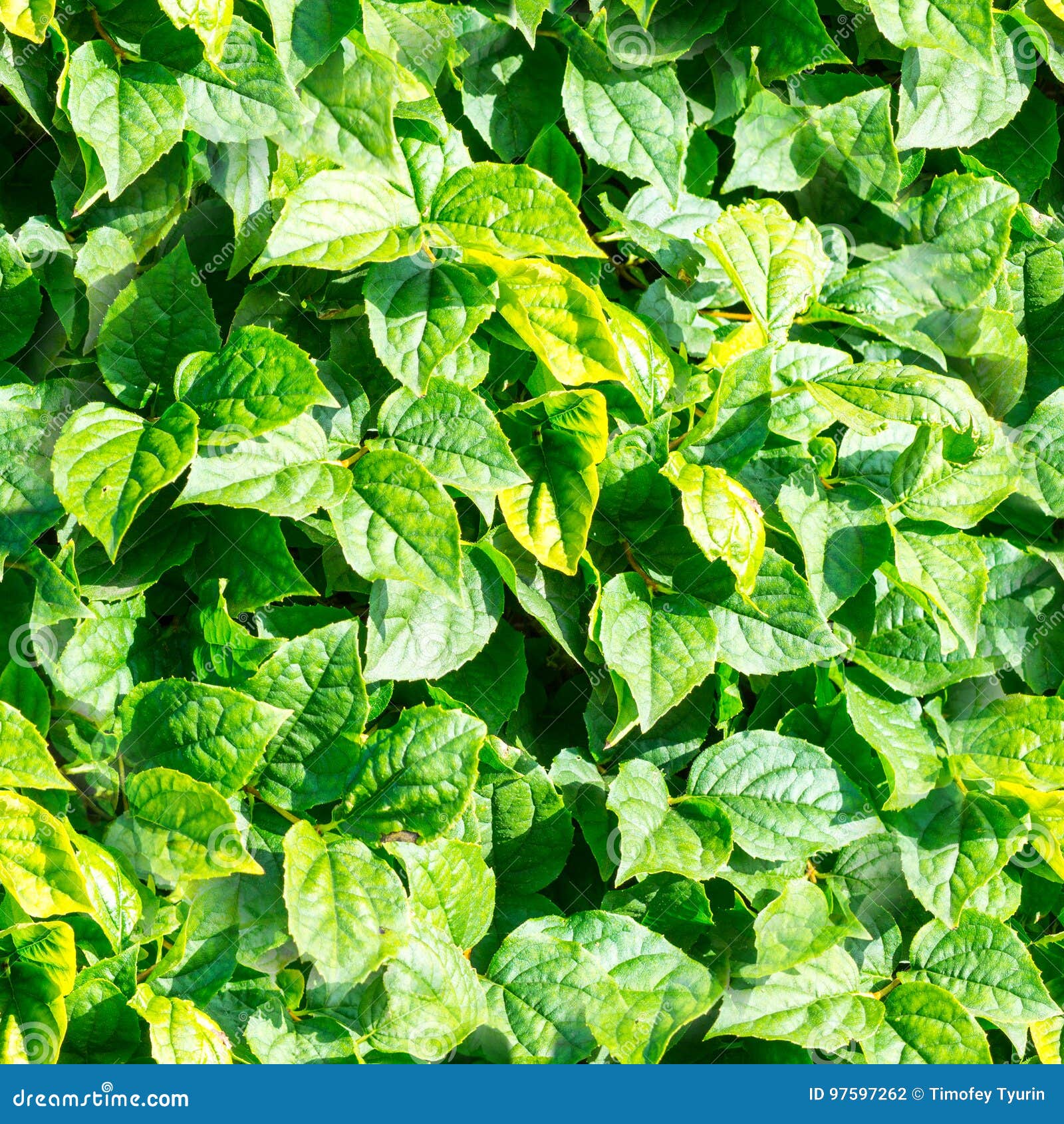 Seamless Green Leaves Texture. Background, Nature. Stock Photo - Image ...