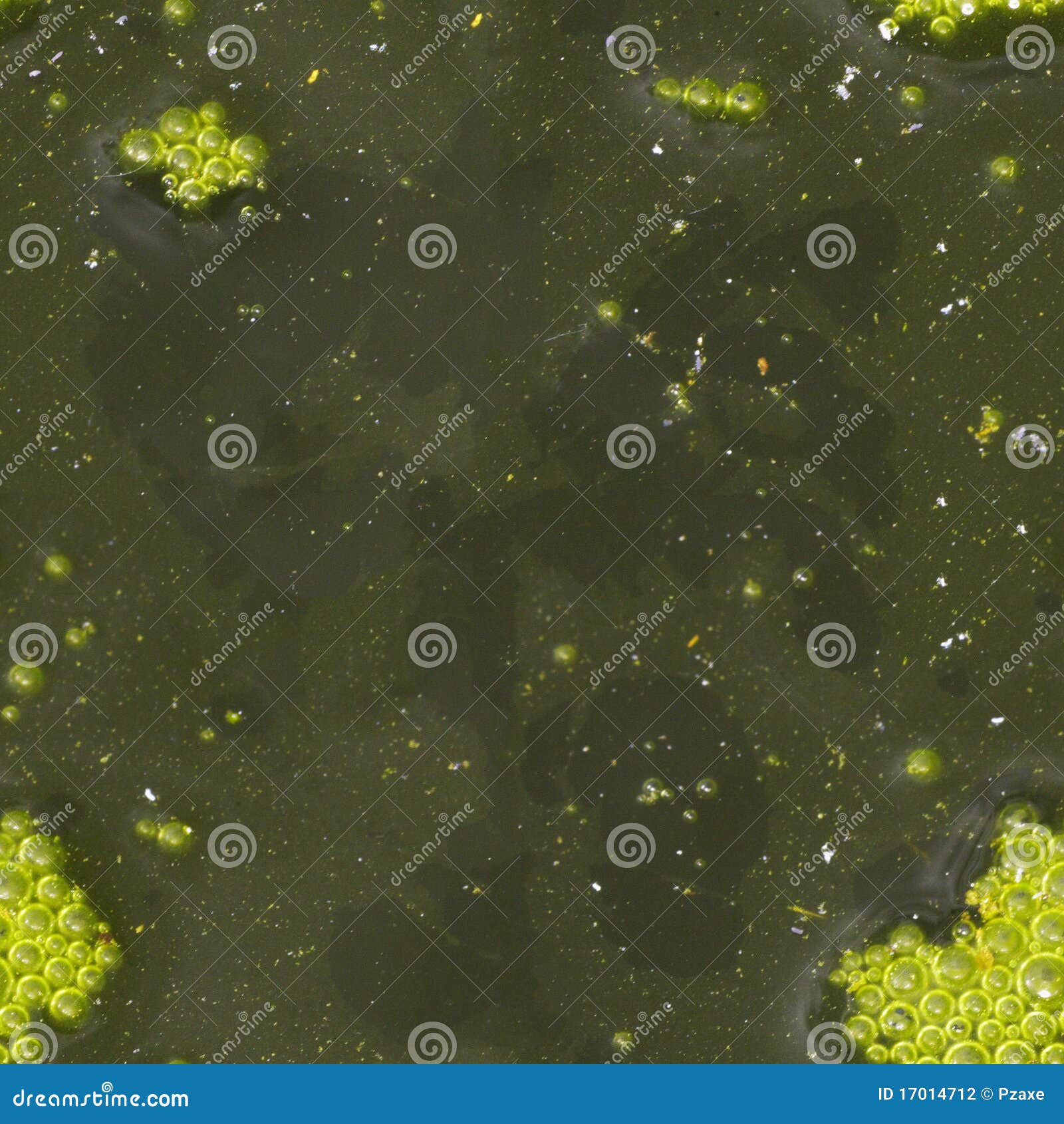 Seamless Green Texture - Surface of Dirty Water Stock Photo - Image of ...