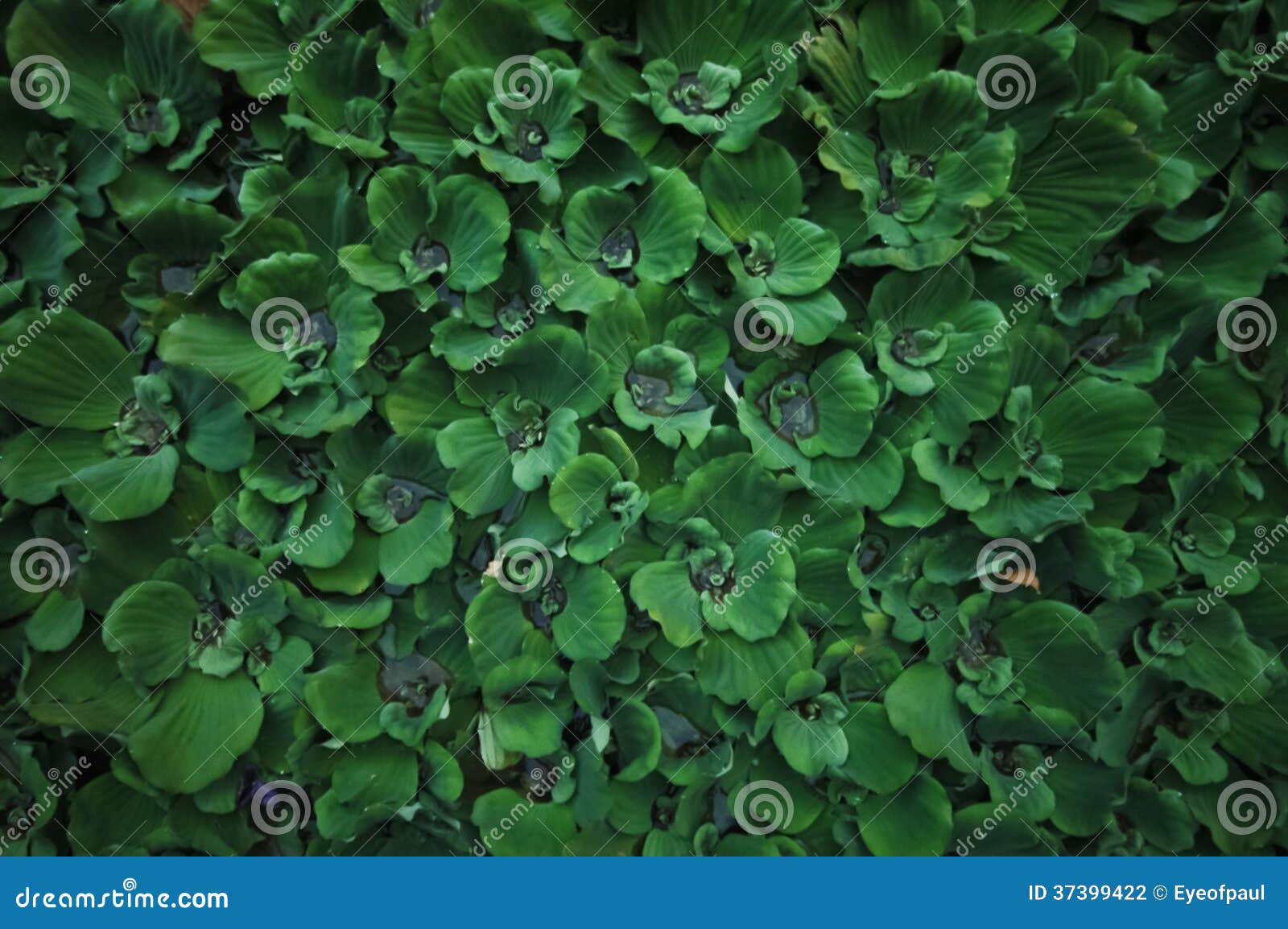 Seamless Greenery Weed Floor Stock Photo - Image of beautiful, green ...