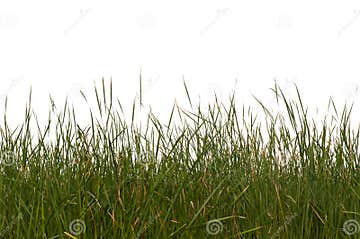 Seamless Isolated Grass stock photo. Image of seamless - 26125176