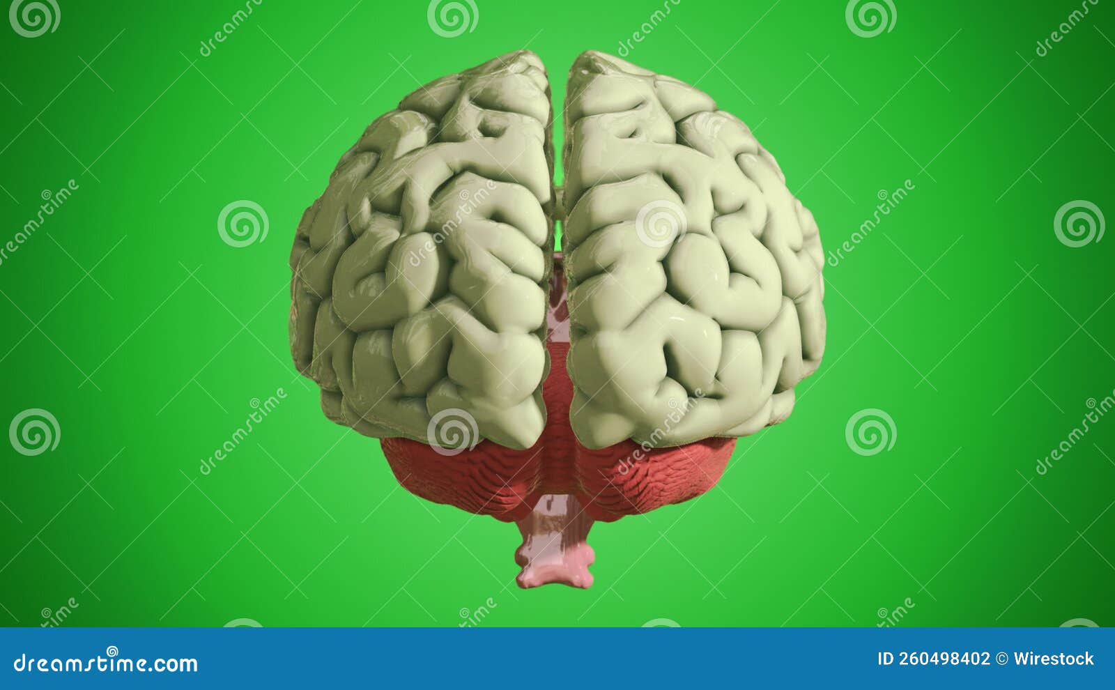 Seamless Loop of a 3D Brain Model on Green Background Stock Footage ...