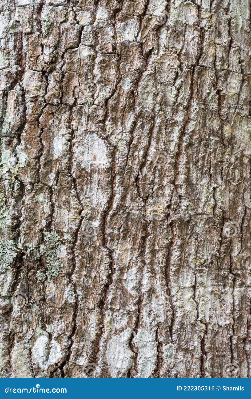 Seamless Tree Bark Texture, Outermost Layer of Tree Trunk Stock Photo ...