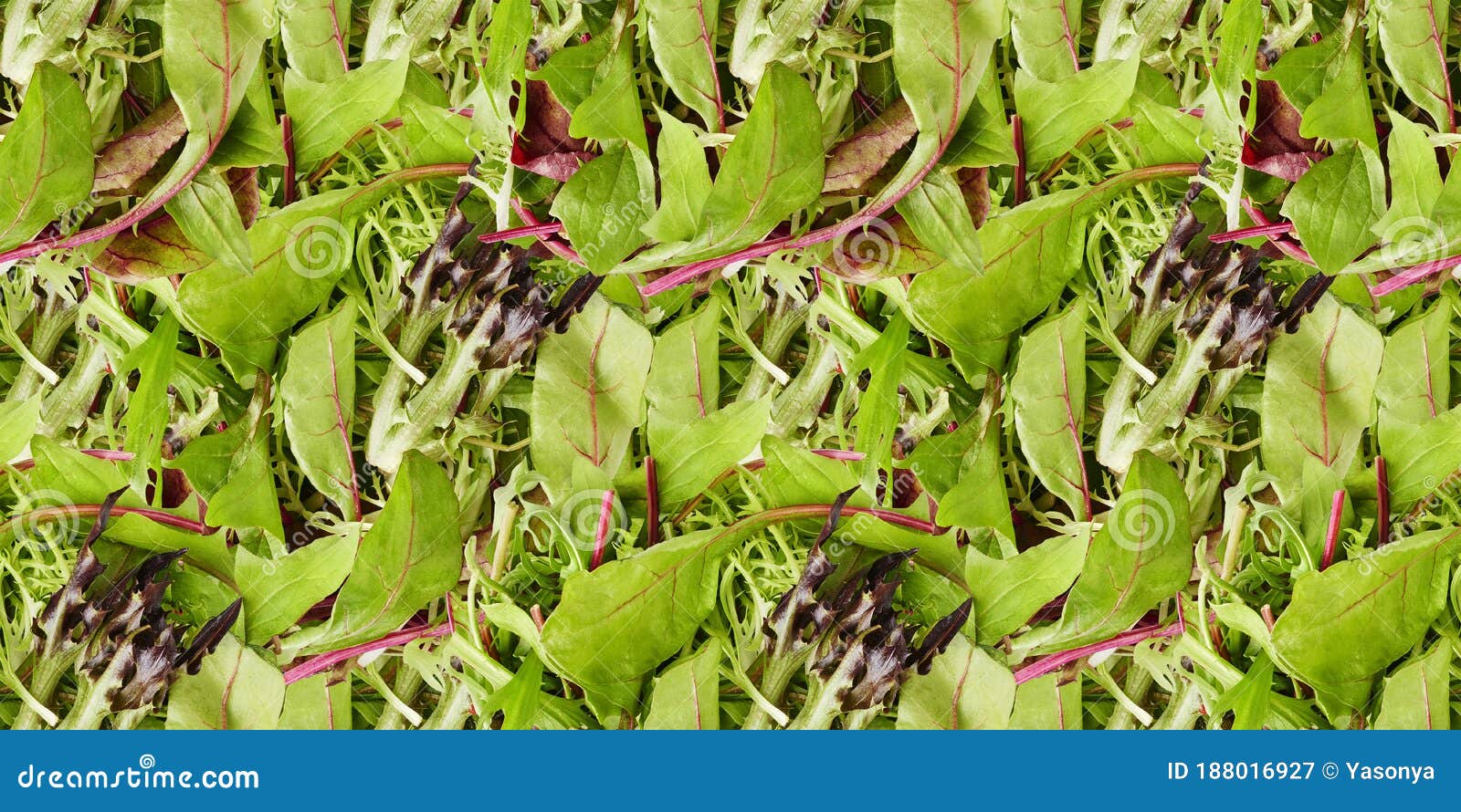 Seamless Pattern Background. Leaf Mix Lettuce. Vegetable. Stock Image ...
