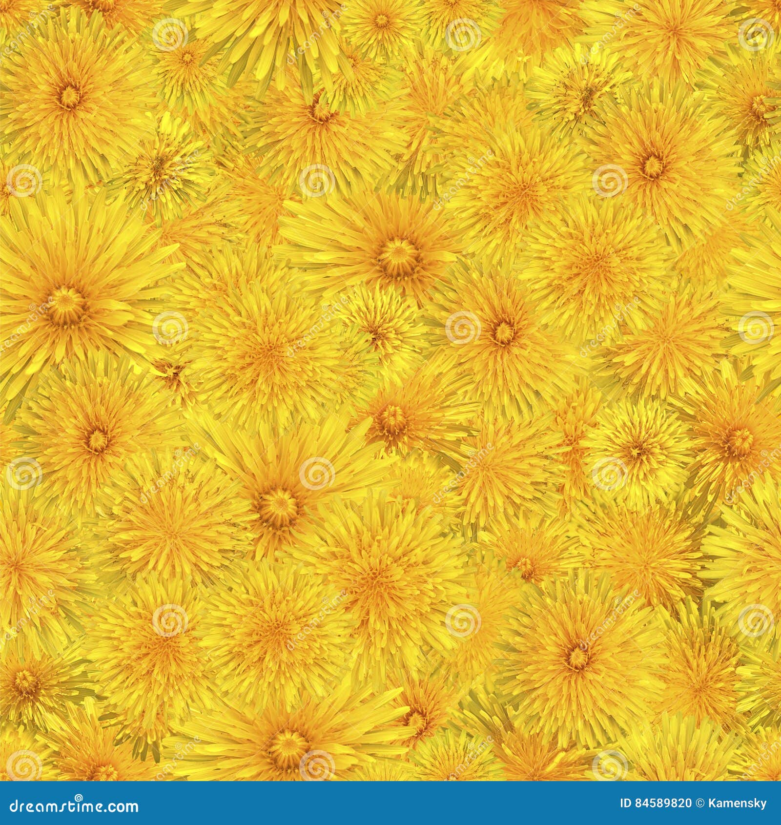 Seamless Pattern of Blooming Dandelions. Stock Photo - Image of yellow ...