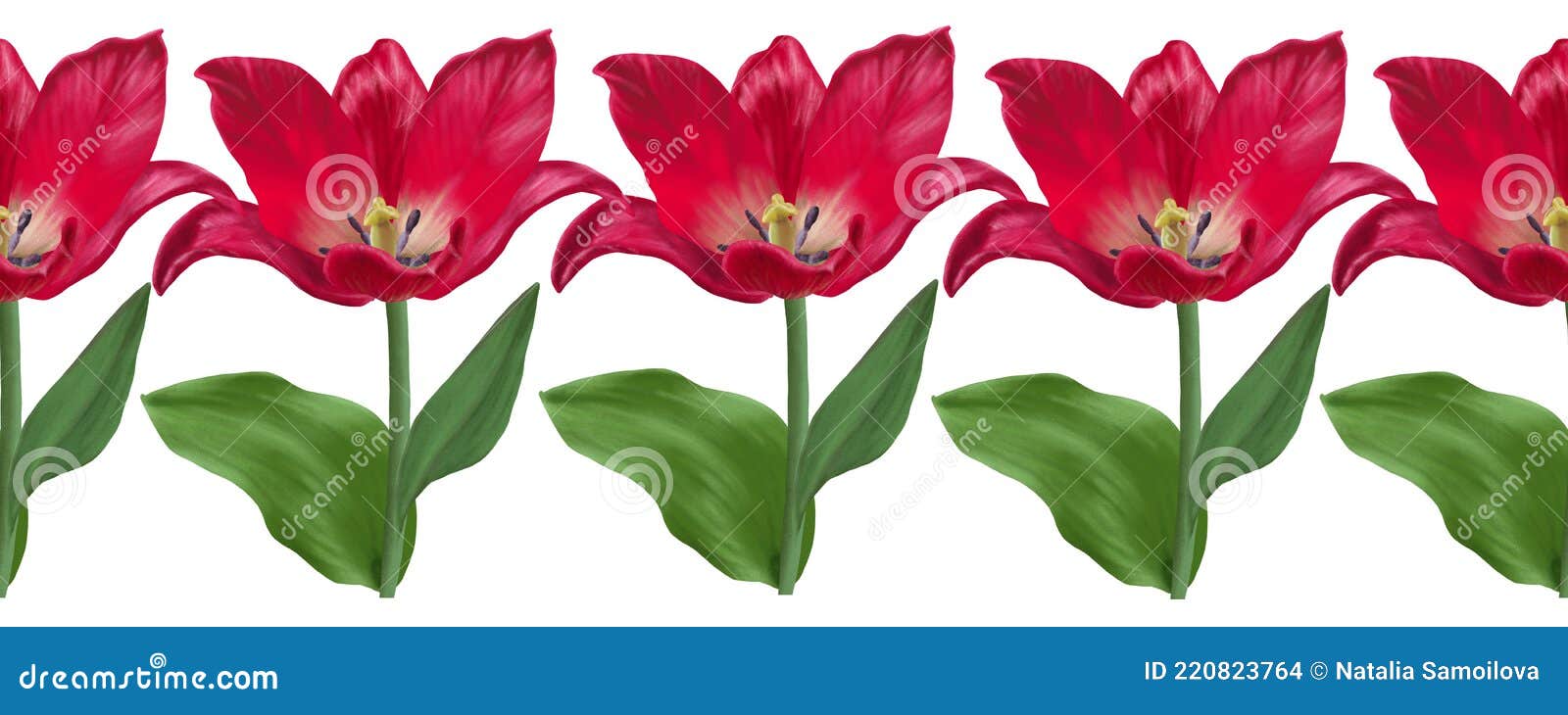 Border of Red Tulips with Leaves on a White Background Stock ...