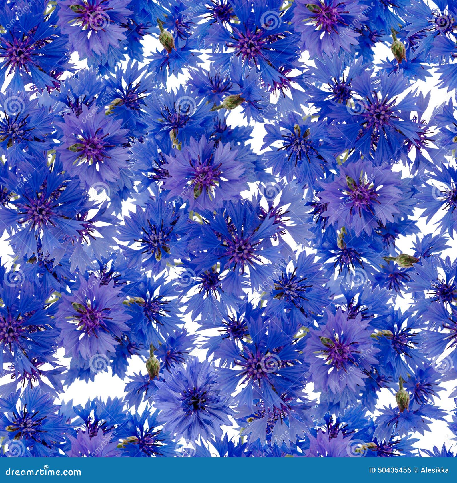 Seamless Pattern. Bouquet of Cornflowers Stock Image - Image of bouquet ...