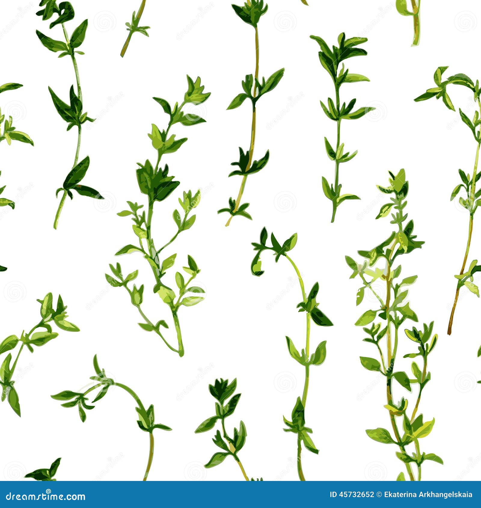 Seamless Pattern with Branches of Thyme Stock Vector - Illustration of ...