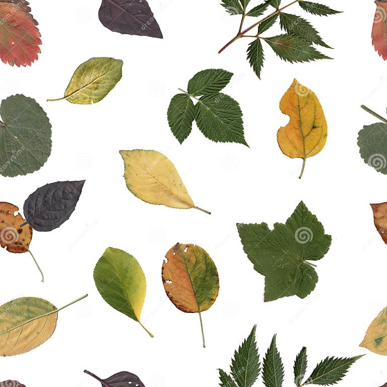 Seamless Pattern of Color Leaves Stock Image - Image of tree, pattern ...