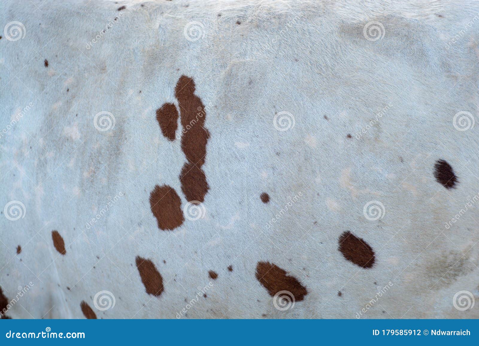 Seamless Pattern of a Cowhide Stock Photo - Image of design, hide ...