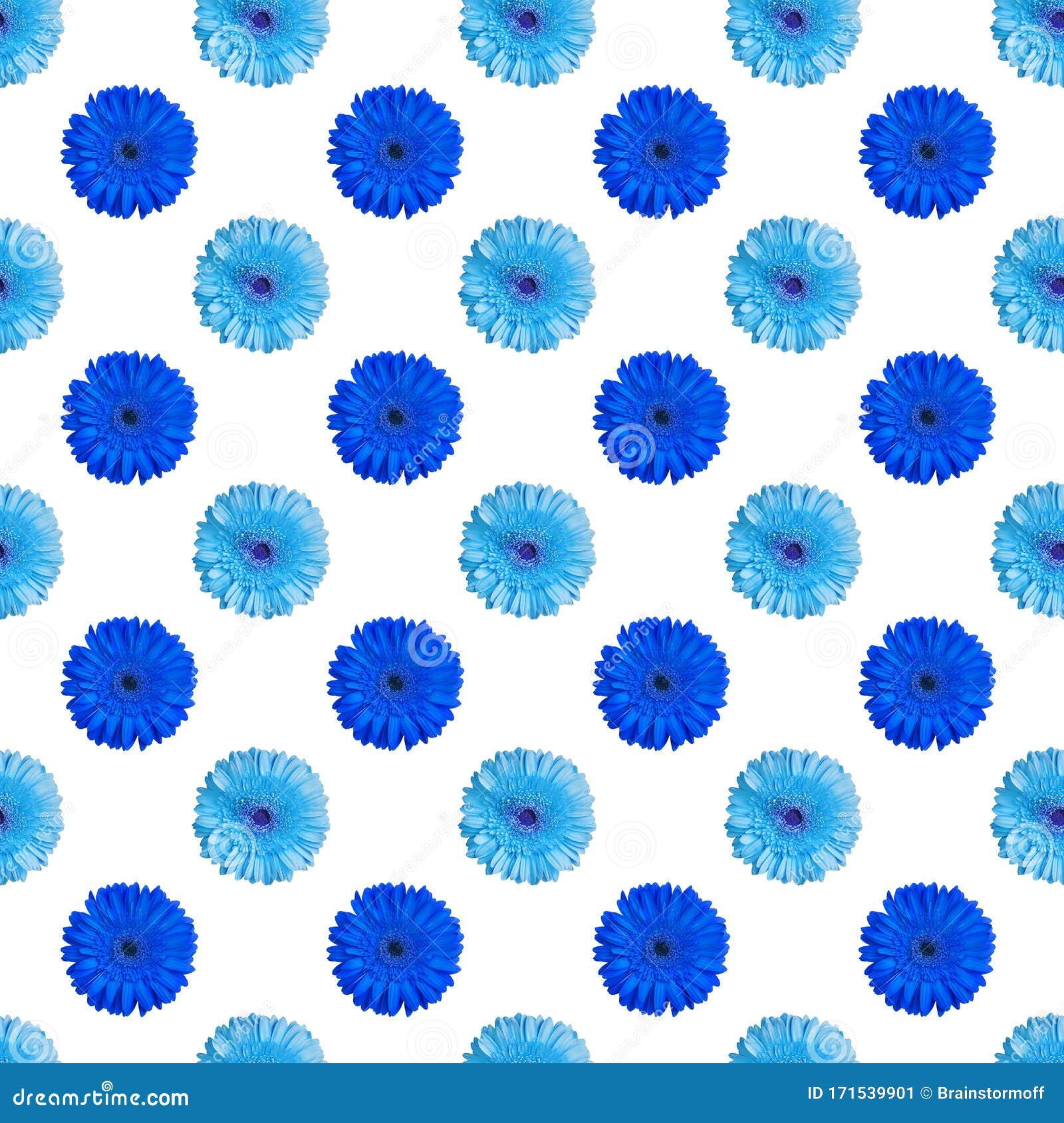 Seamless Pattern of Dark Blue and Light Blue Gerbera Flowers on White ...