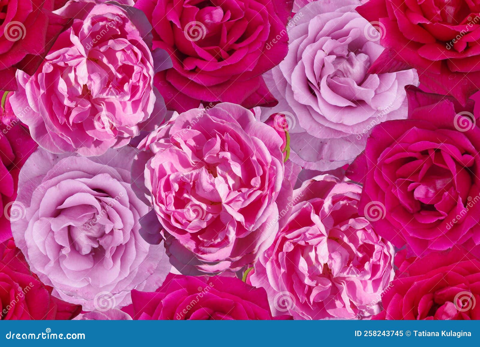 Seamless Pattern with Delicate Pink Roses Stock Illustration ...