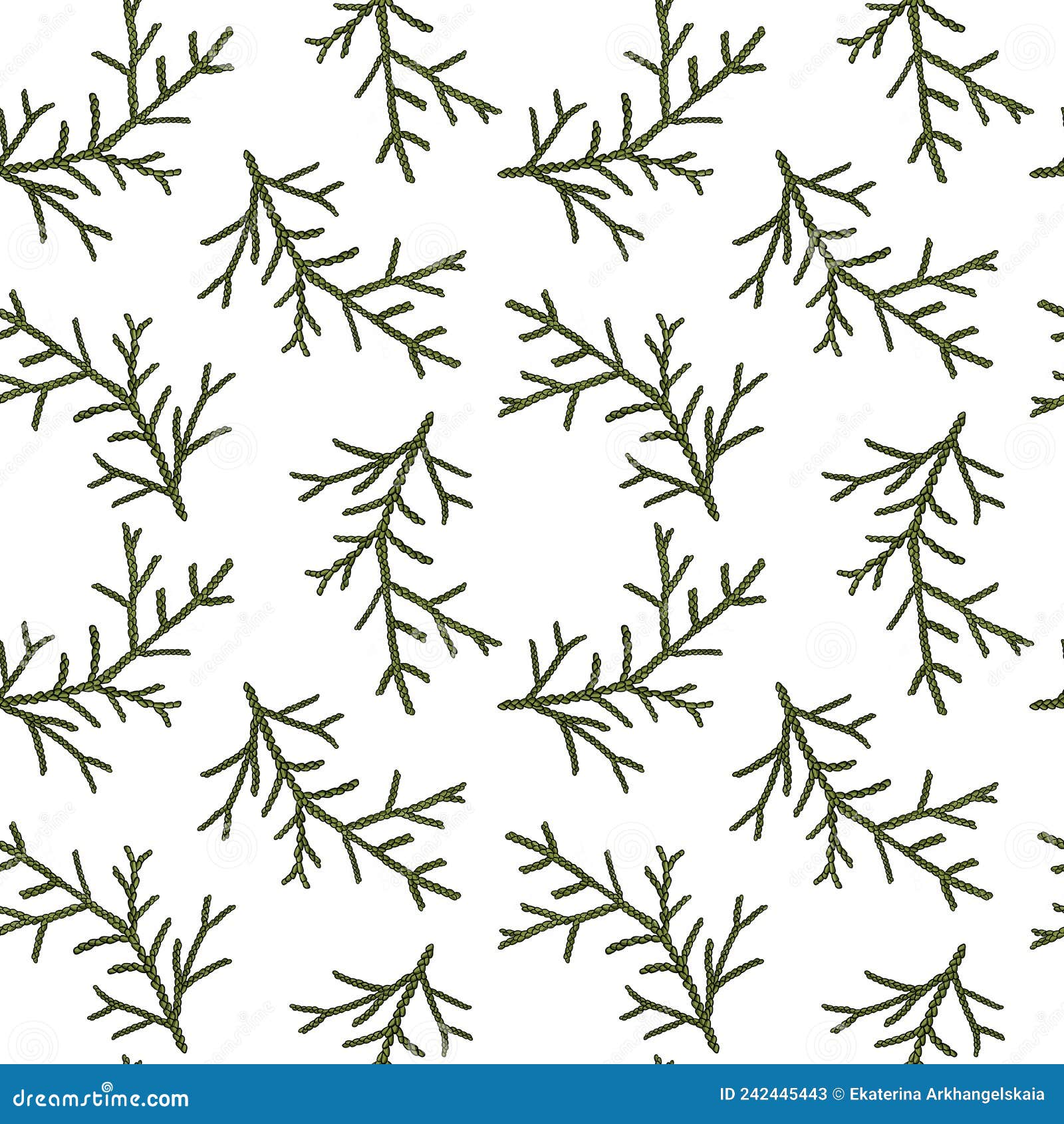 Seamless Pattern with Drawing Branch of White Cedar Stock Illustration ...