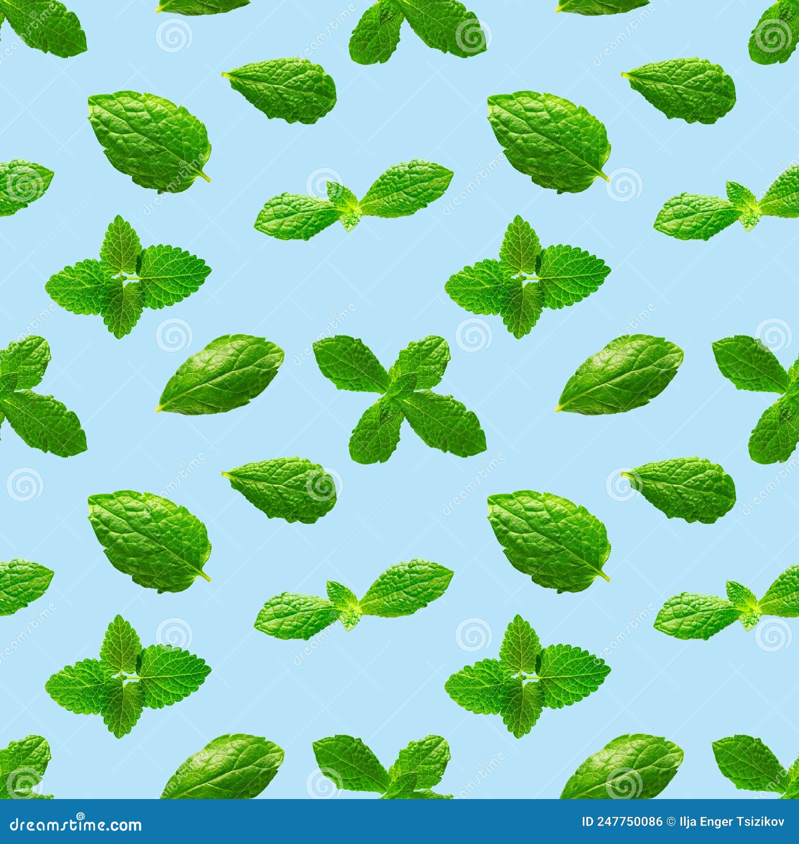 Seamless Pattern of Fresh Mint Leaves on Blue Background Stock Photo ...