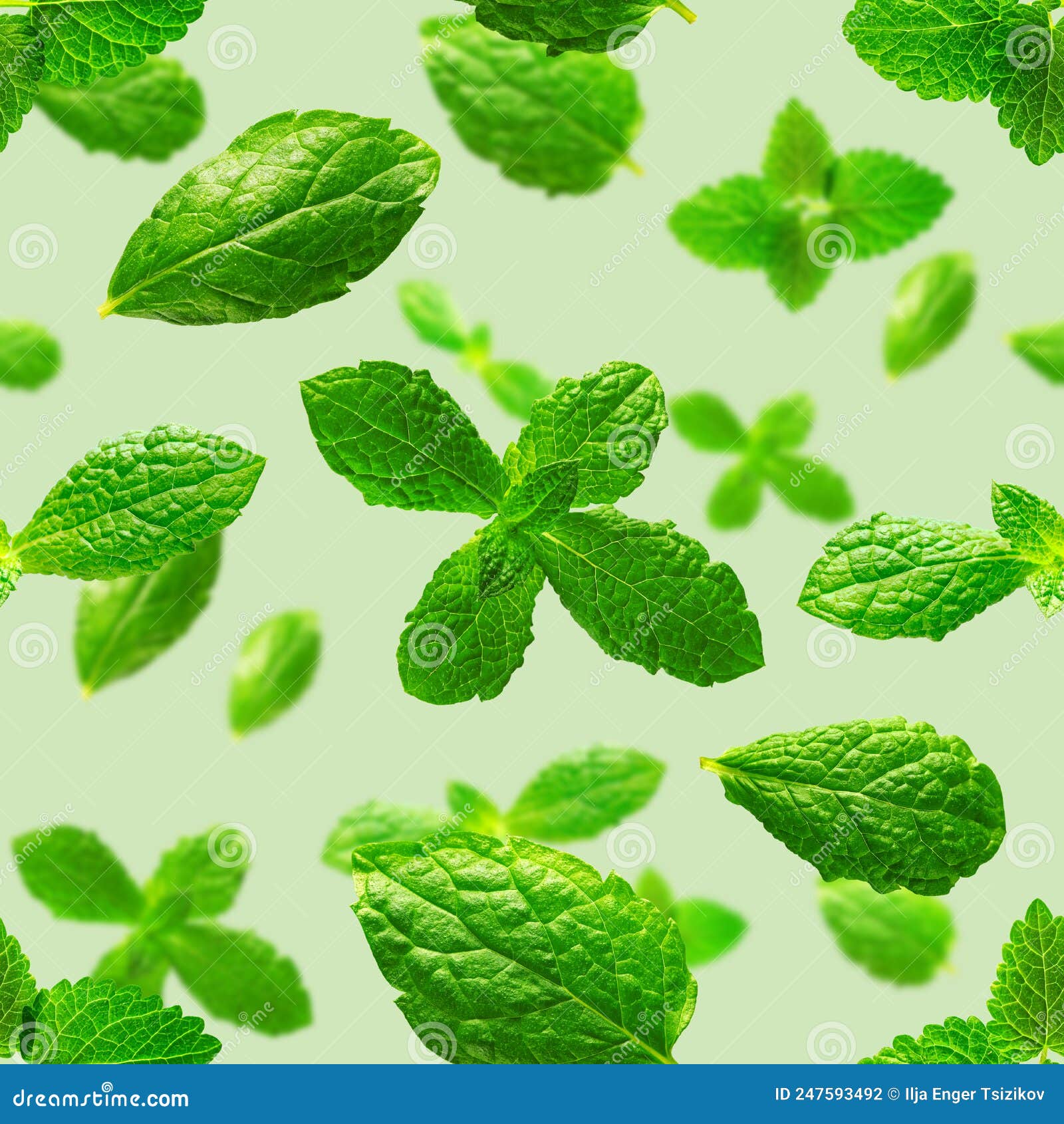 Seamless Pattern of Fresh Mint Leaves on Green Background Stock Photo ...