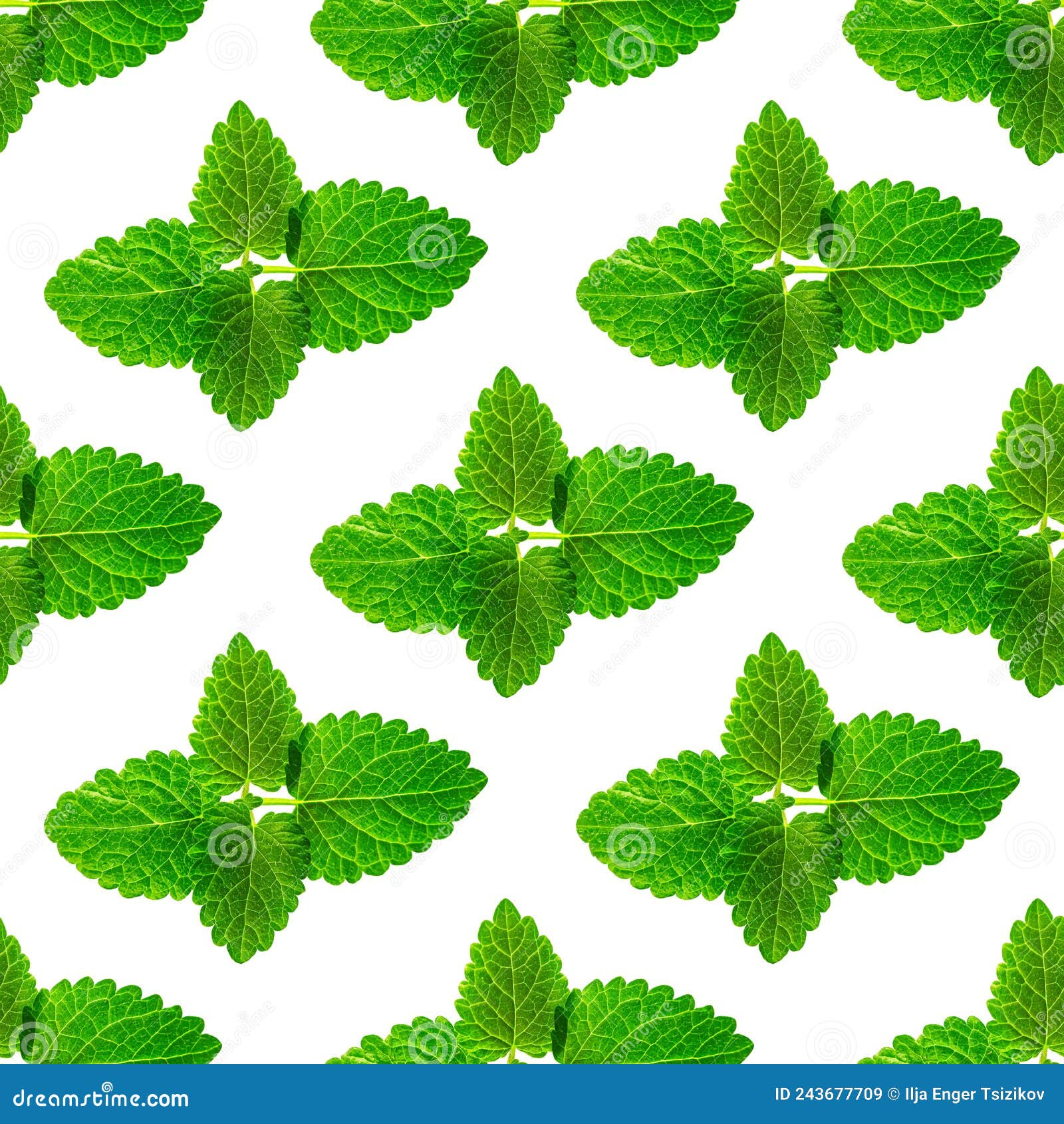 Seamless Pattern of Fresh Mint Leaves on White Background Stock Image ...
