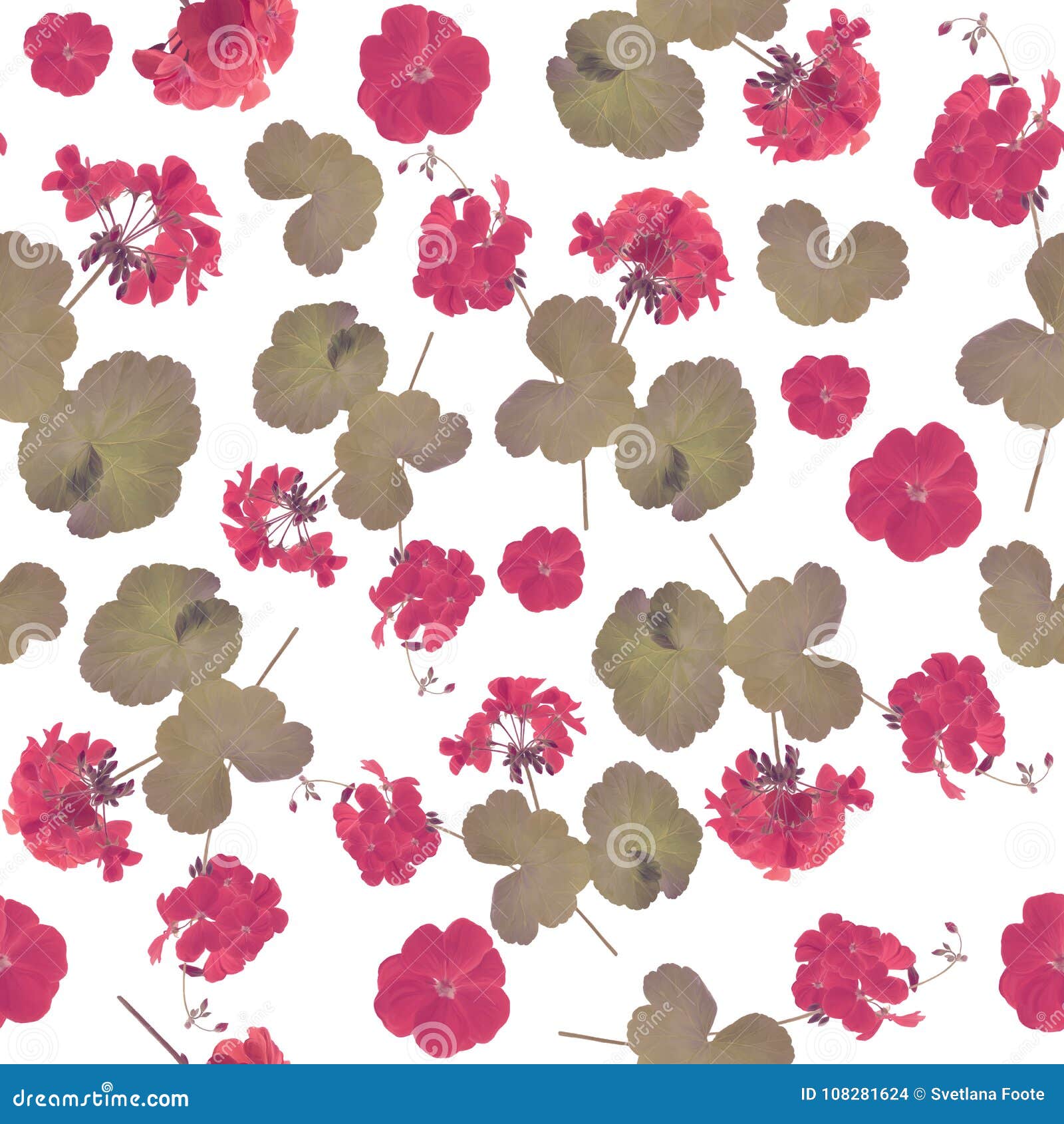 Seamless Pattern of Geranium Flowers Stock Photo - Image of painting ...