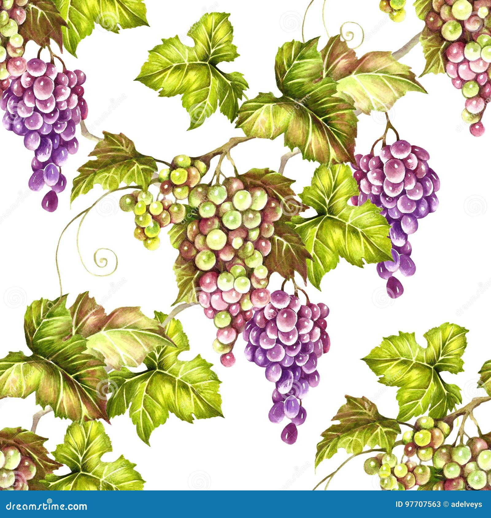 Seamless Pattern with Grapes. Hand Draw Watercolor Illustration Stock ...