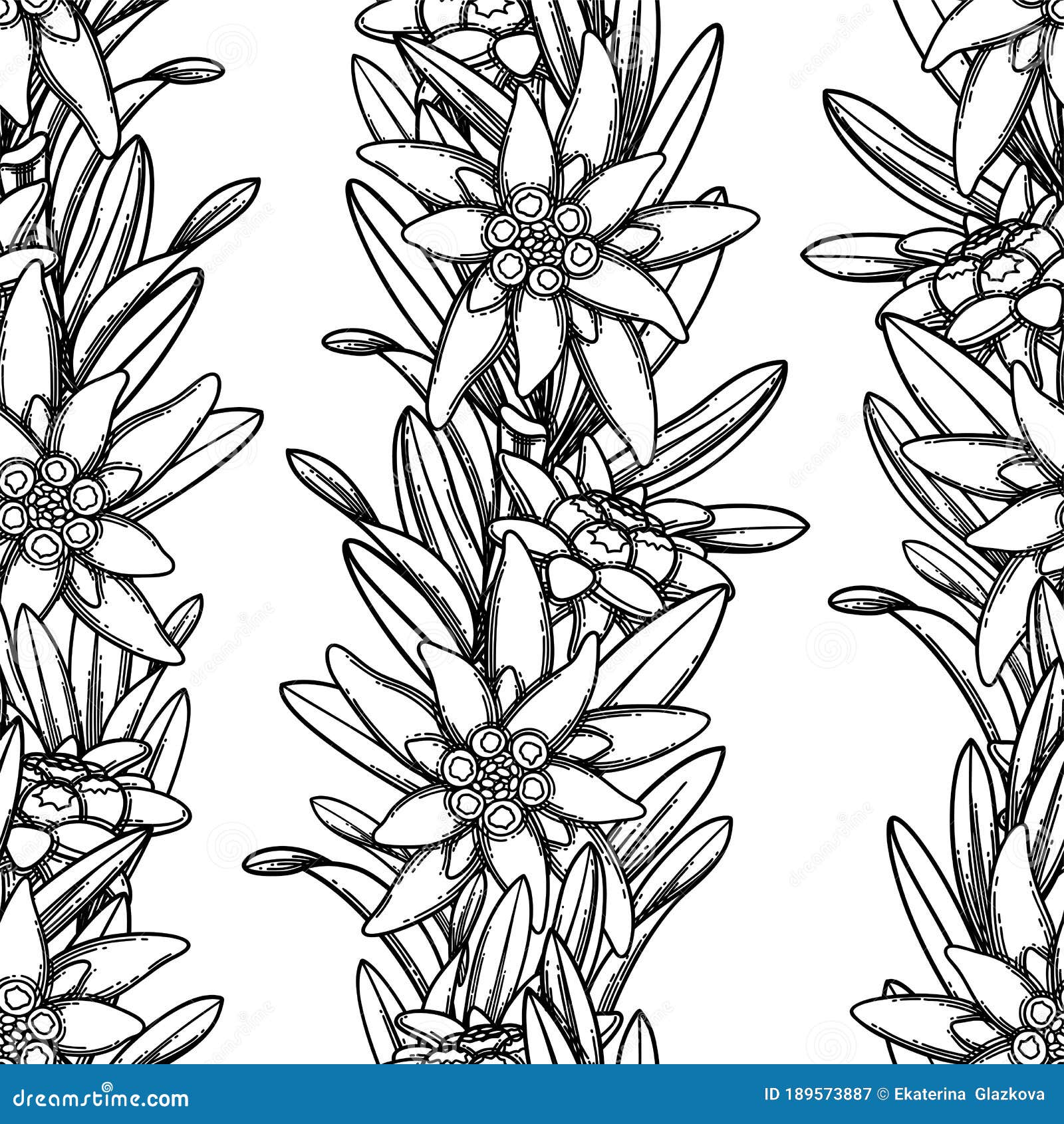 Seamless Pattern of Graphic Edelweiss Flowers and Leaves. Stock Vector ...