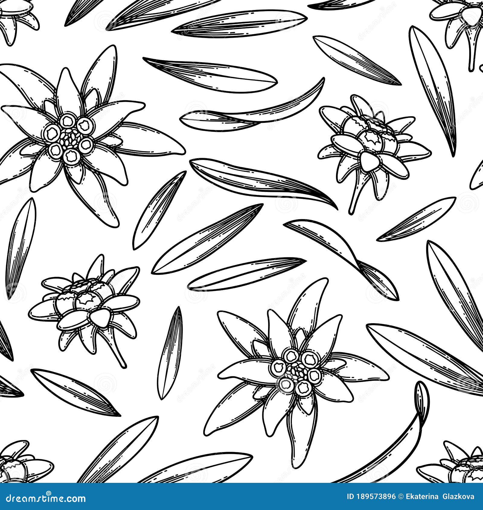 Seamless Pattern of Graphic Edelweiss Flowers and Leaves. Stock Vector ...