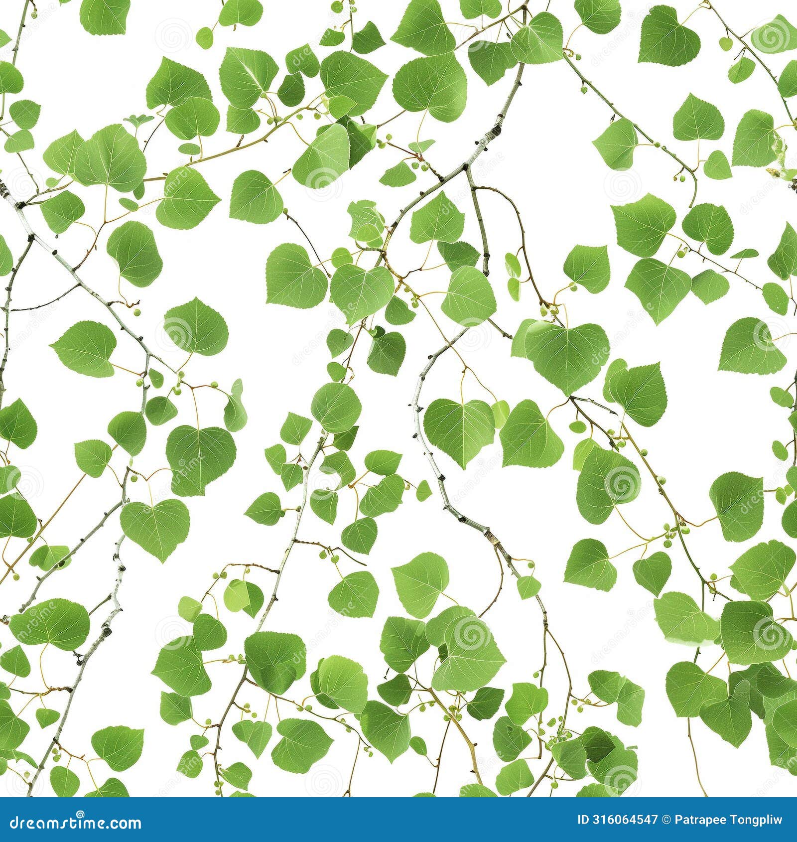 Seamless Pattern of Green Aspen Tree Leaves on a Pristine Stock ...