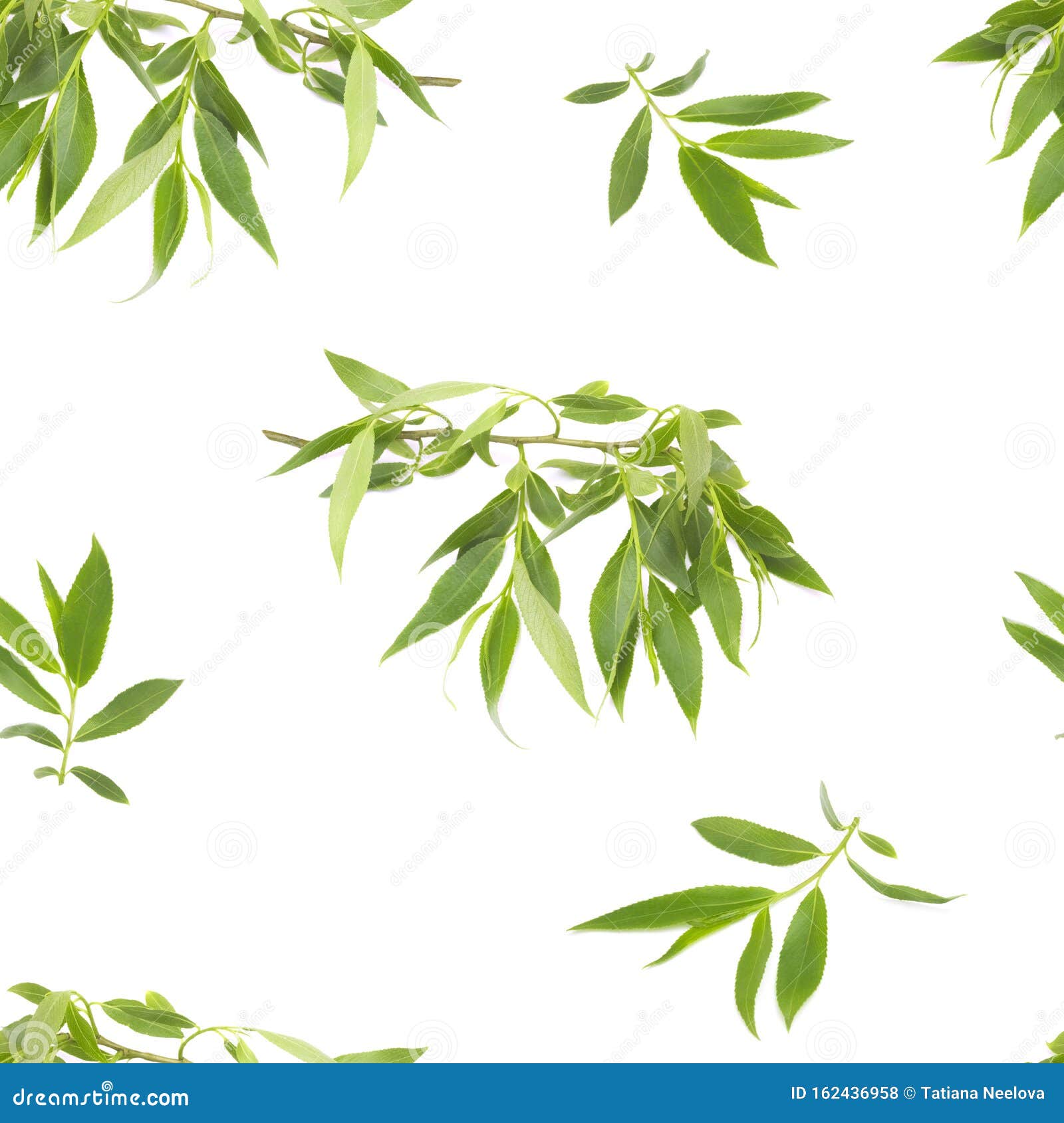 A Seamless Pattern with Green Willow, Osier Branch on White Background ...