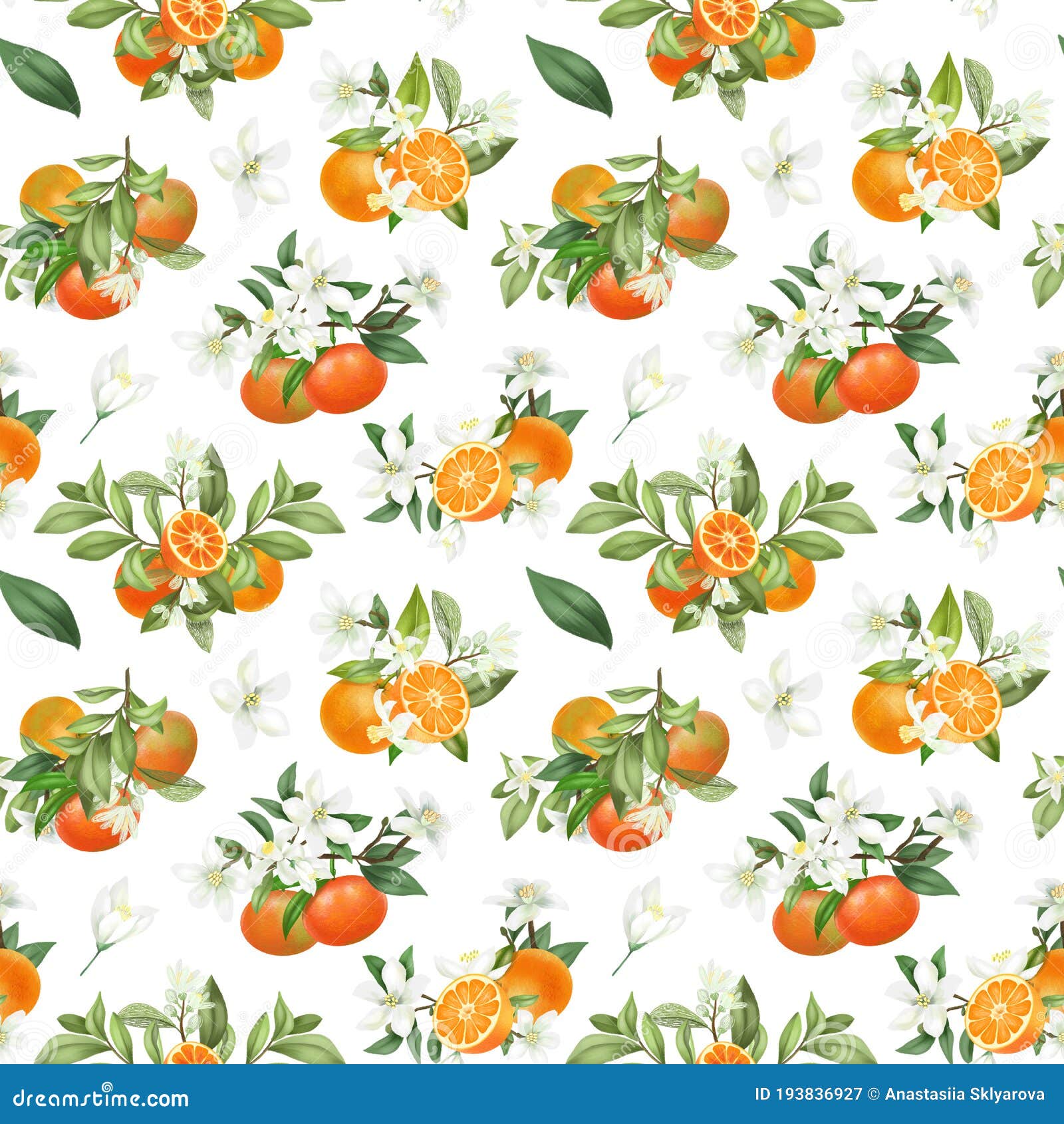 Mandarin Tree Growth Stages. Vector Illustration. Ripening Period ...