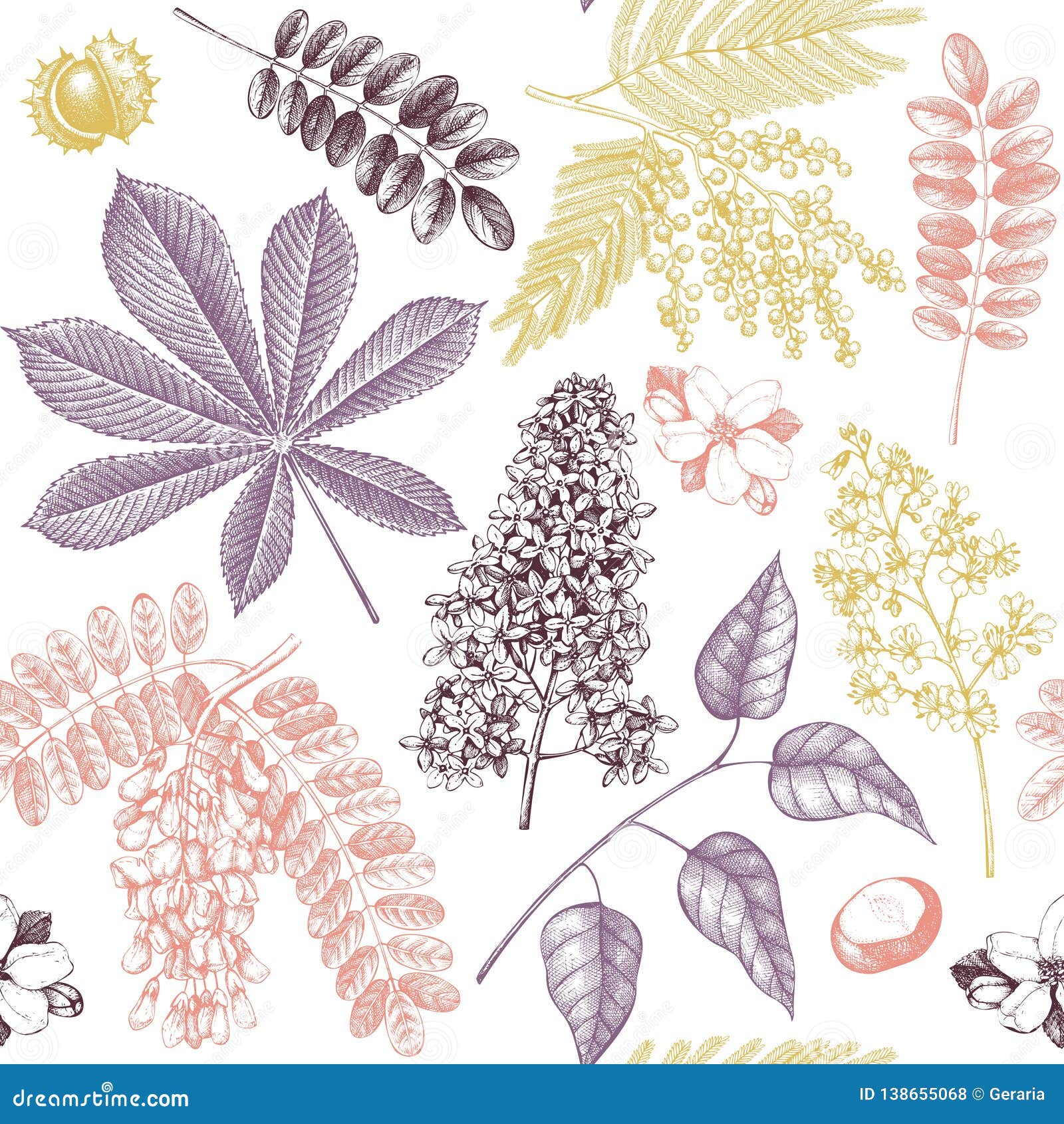 Flowering Robinia Pseudoacacia, Or Black Locust, Botanical Sketch ...