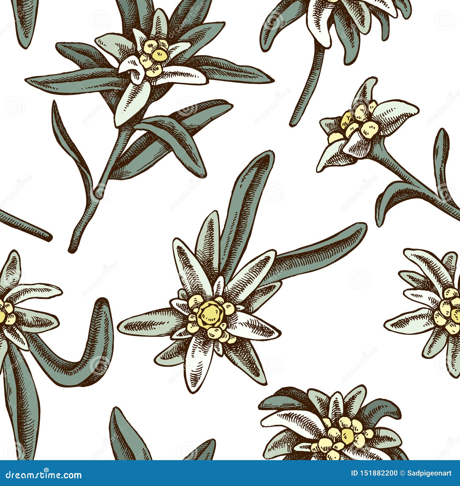 Seamless Pattern with Hand Drawn Colored Edelweiss Stock Vector ... Seamless Pattern with Hand Drawn Colored Edelweiss Stock Vector ...