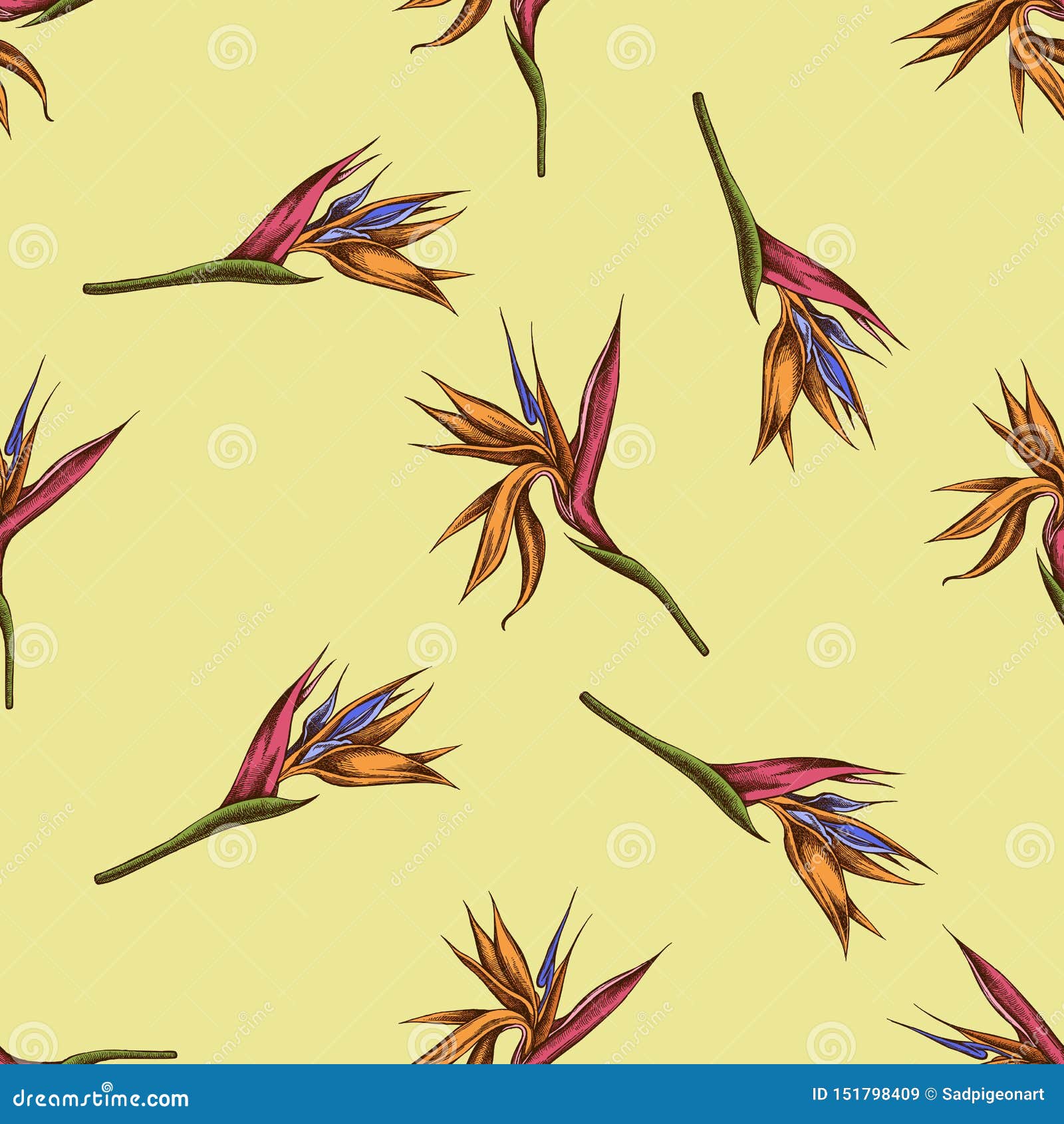 Seamless Pattern with Hand Drawn Colored Strelitzia Stock Vector ...