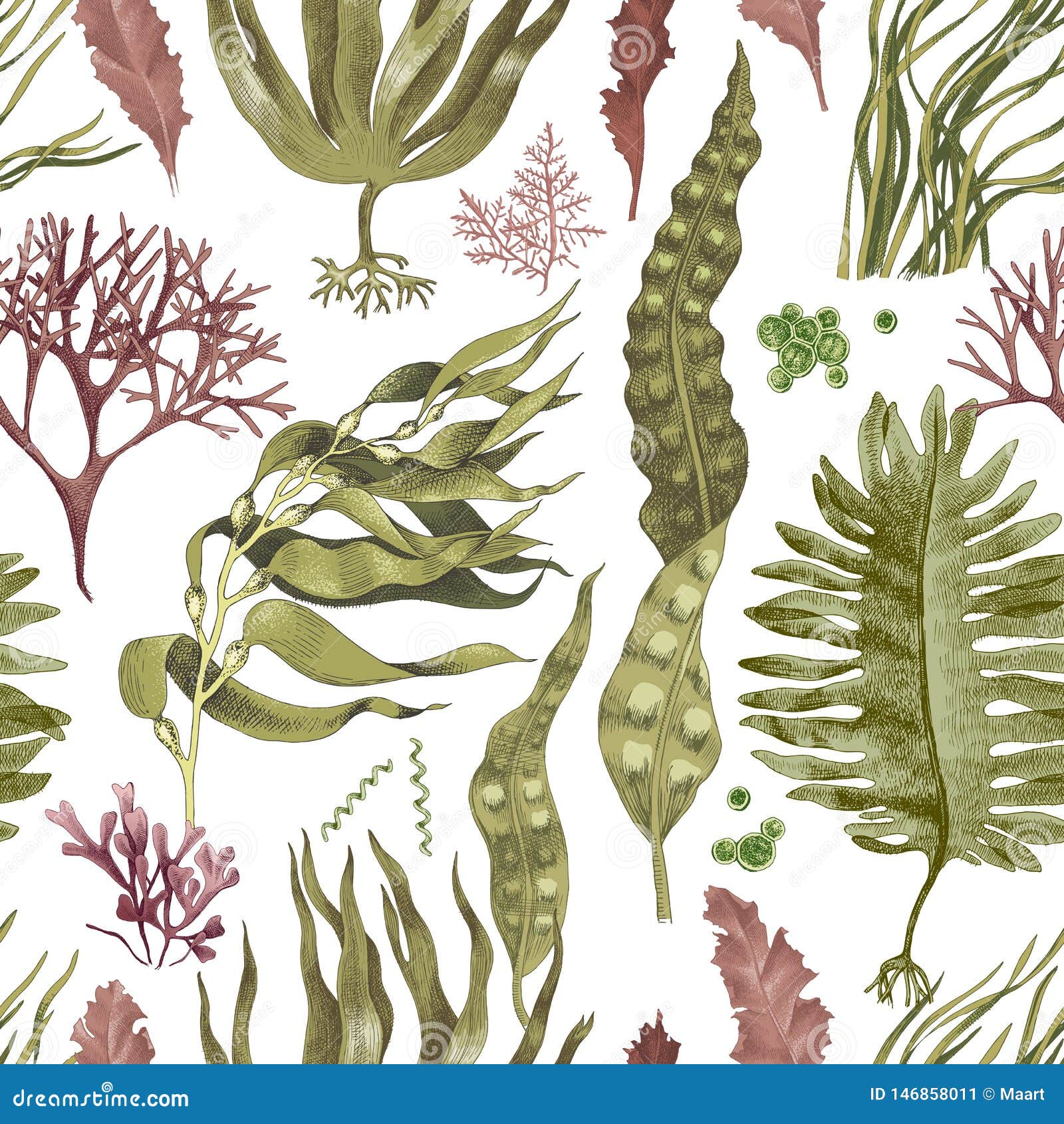Seamless Pattern with Hand Drawn Edible Algae Stock Vector ...