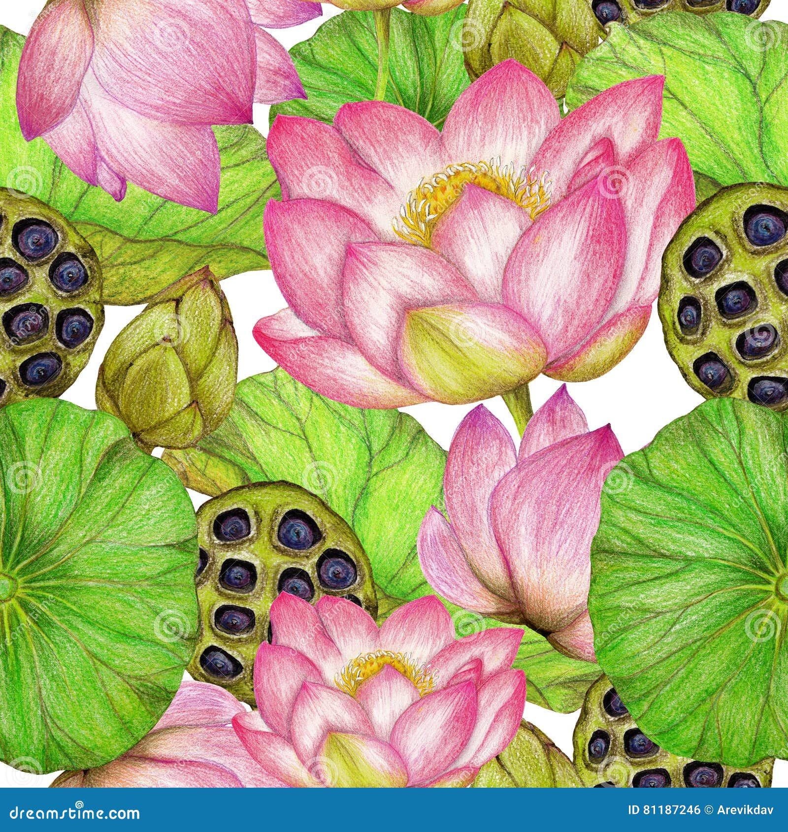 Seamless Pattern of Hand Drawn Lotus Stock Illustration - Illustration ...