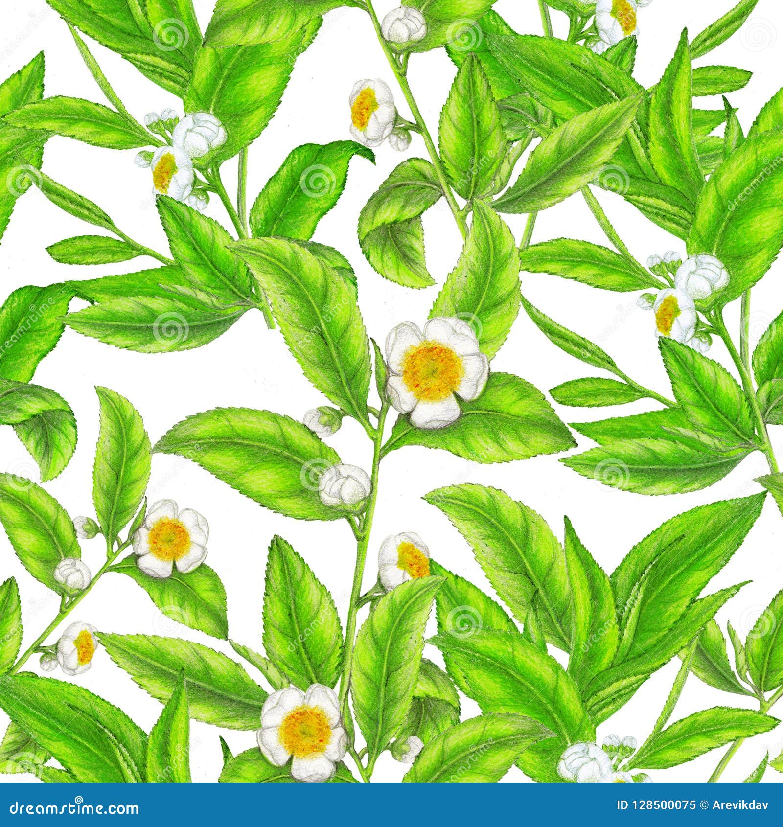 Seamless Pattern of Hand Drawn Tea Plant Illustration,botanical Pattern ...