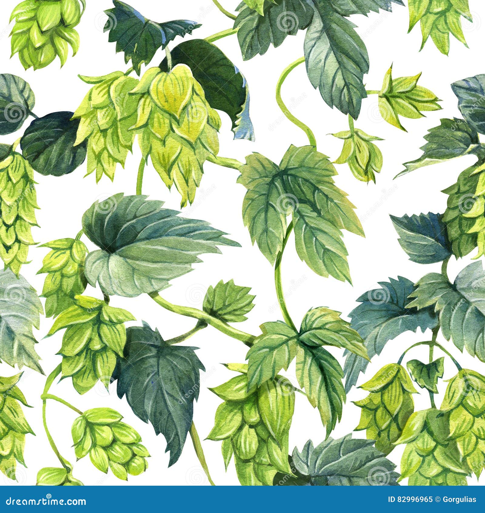 Seamless Pattern of Hops Vine Painted with Watercolour on White Stock ...