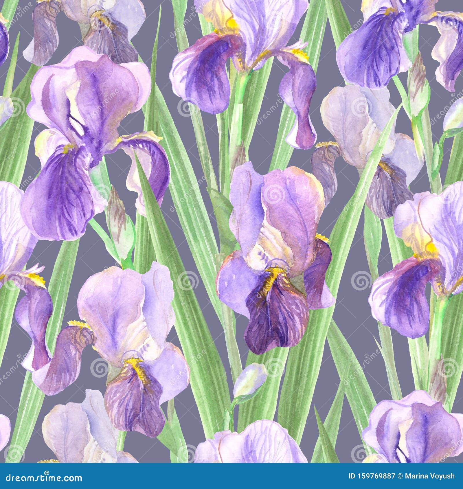 Seamless Pattern of Iris Flowers Watercolor Stock Illustration ...