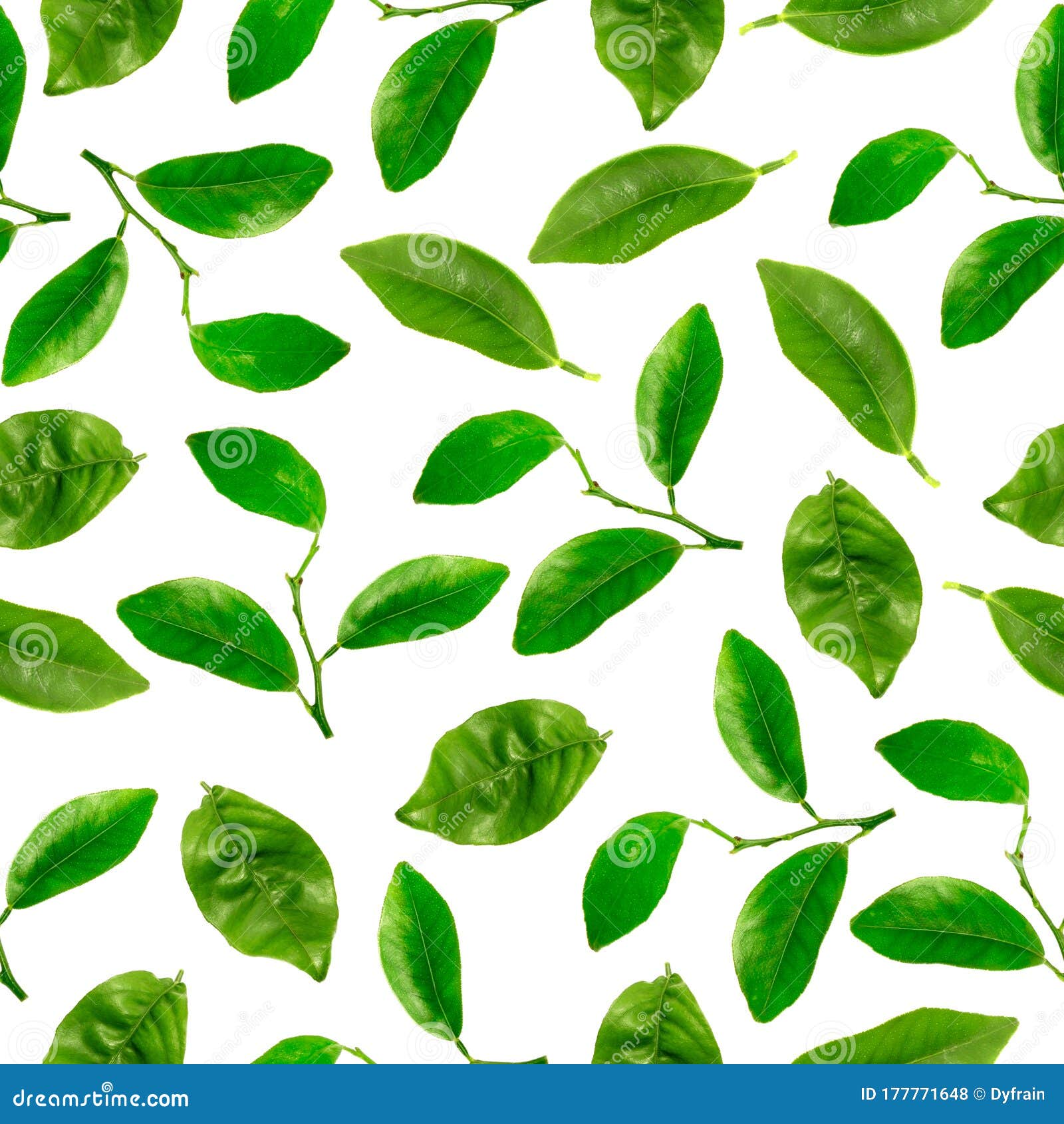 Seamless Pattern of Leaves Citrus, Tangerine. Pattern of Leaf Mandarin ...