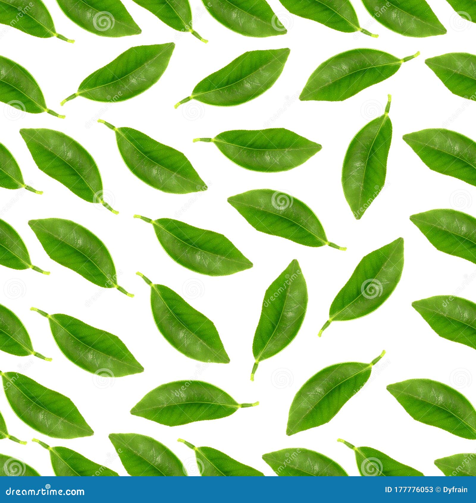 Seamless Pattern of Leaves Citrus, Tangerine. Pattern of Leaf Mandarin ...
