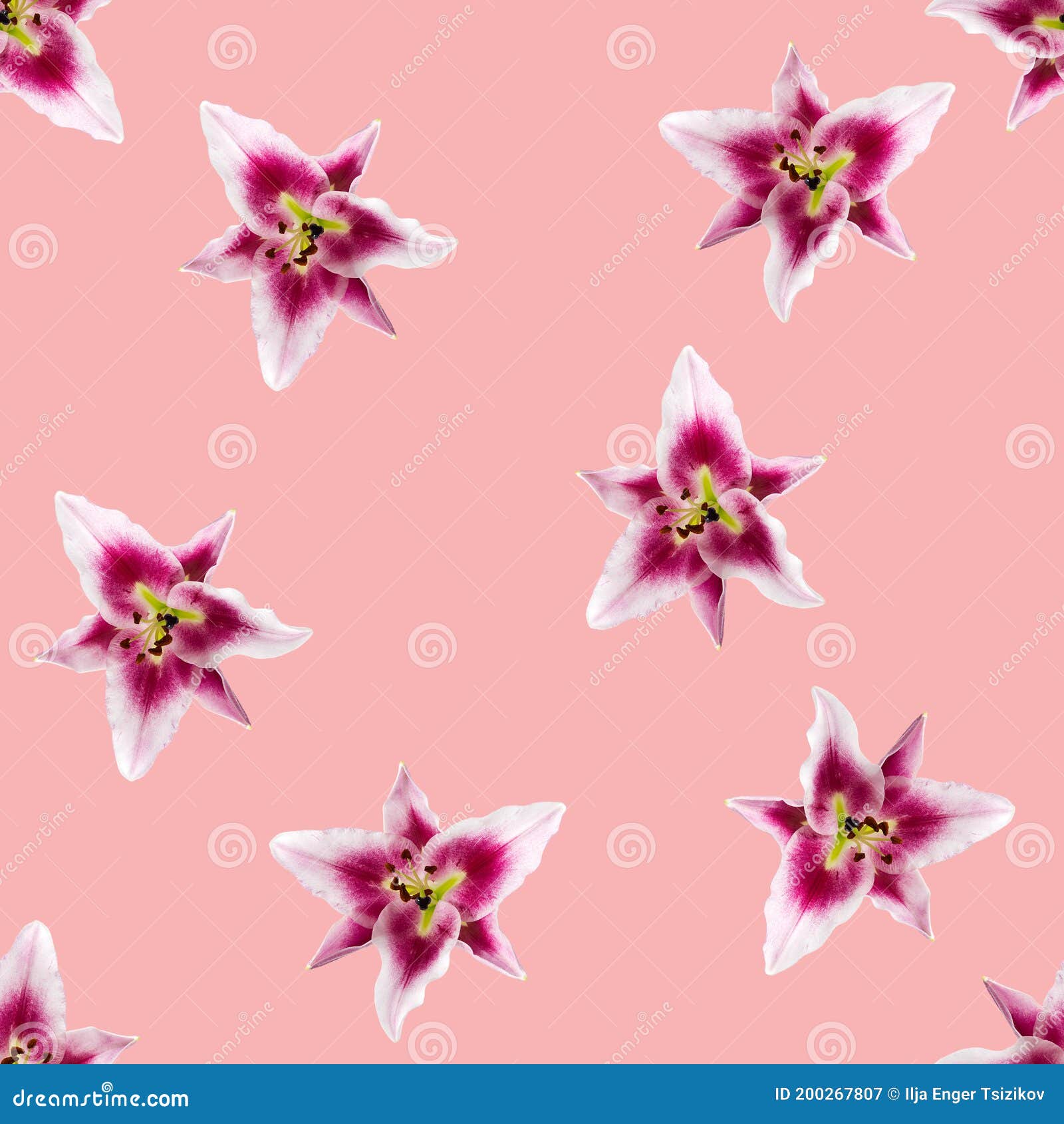 Seamless Pattern of Lily Flower Bloom. Lily Flowers Over Pink ...
