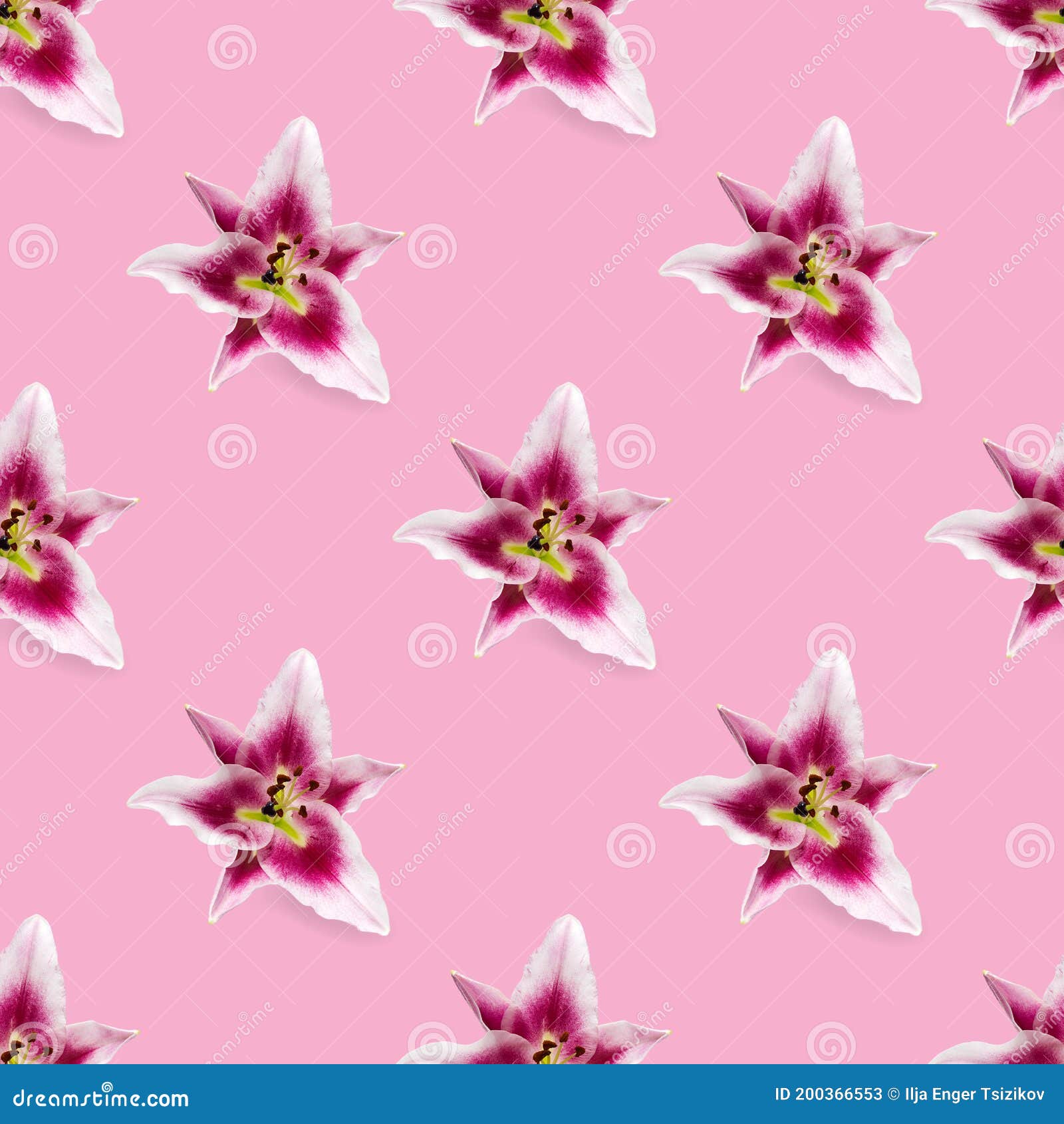 Seamless Pattern of Lily Flower Bloom. Lily Flowers Over Pink ...