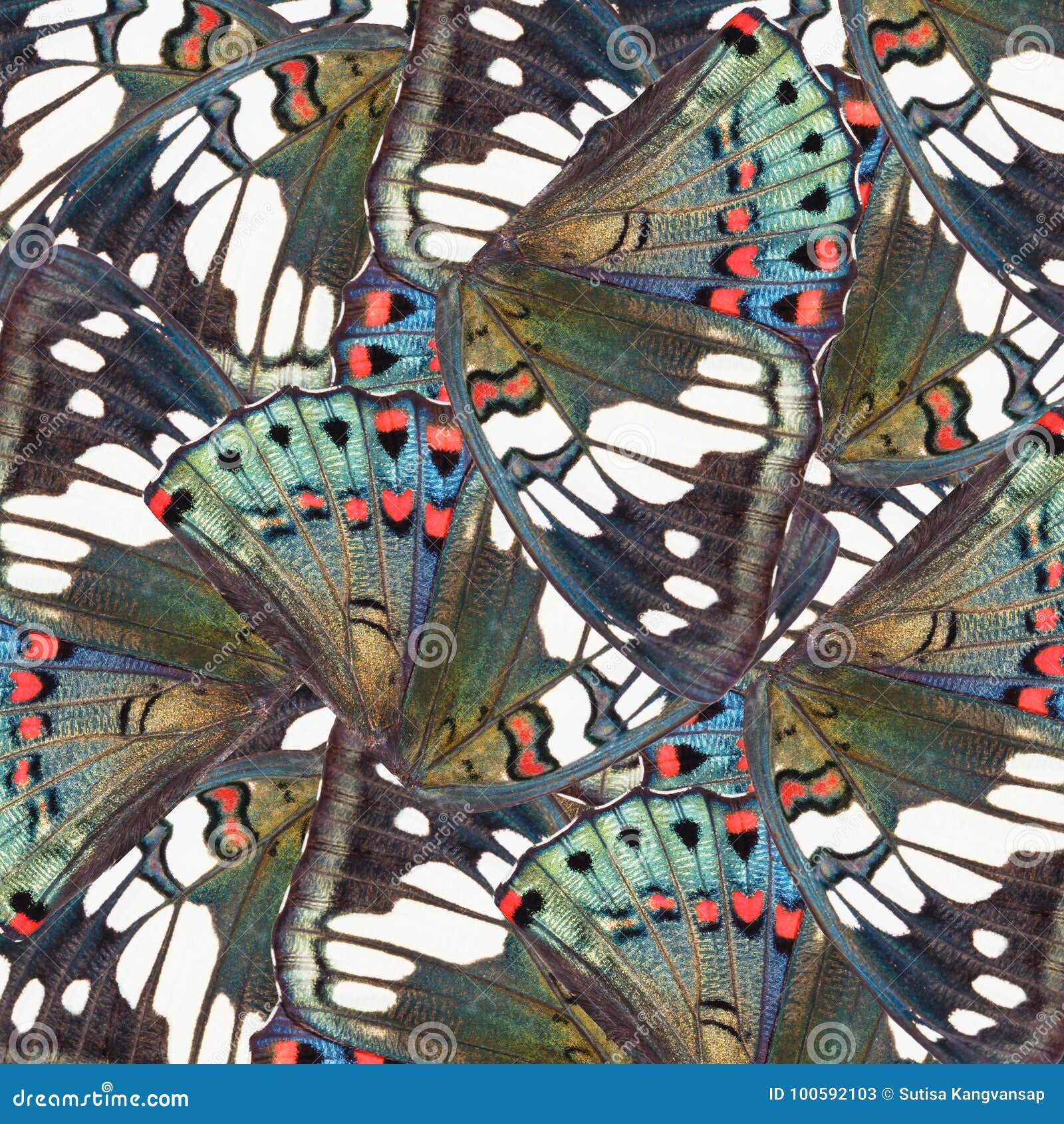 Seamless Pattern Made from Colorful Butterfly Wing for Background ...